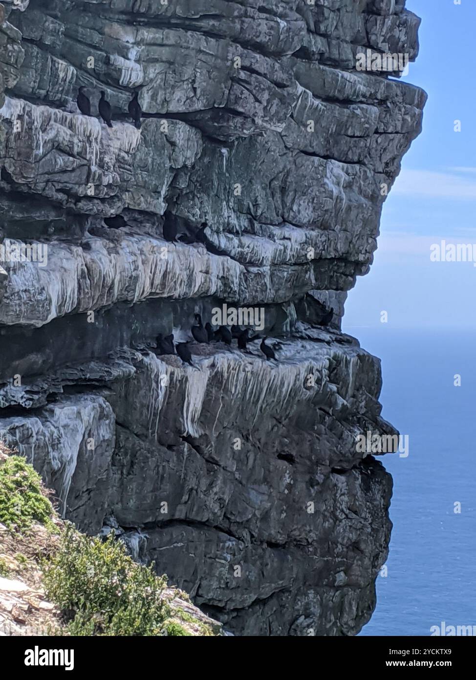 Cape Cormorant (Phalacrocorax capensis) Aves Stock Photo - Alamy