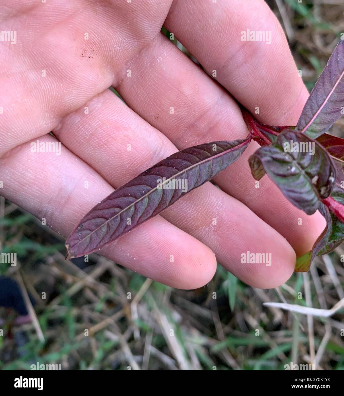 dicots (Magnoliopsida) Plantae Stock Photo - Alamy