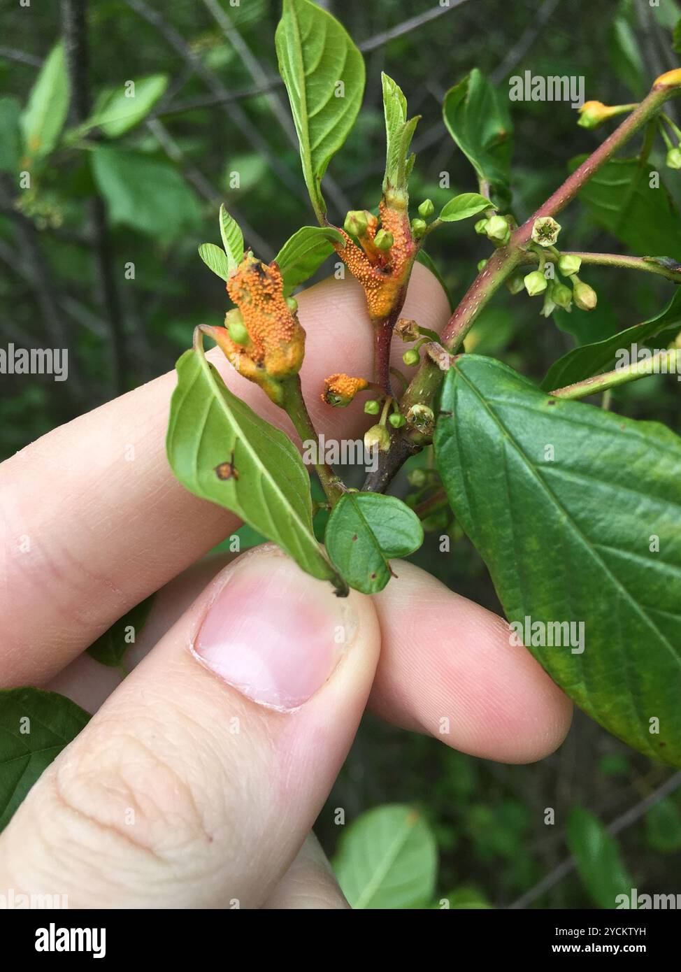 Crown Rust (Puccinia coronata) Fungi Stock Photo - Alamy