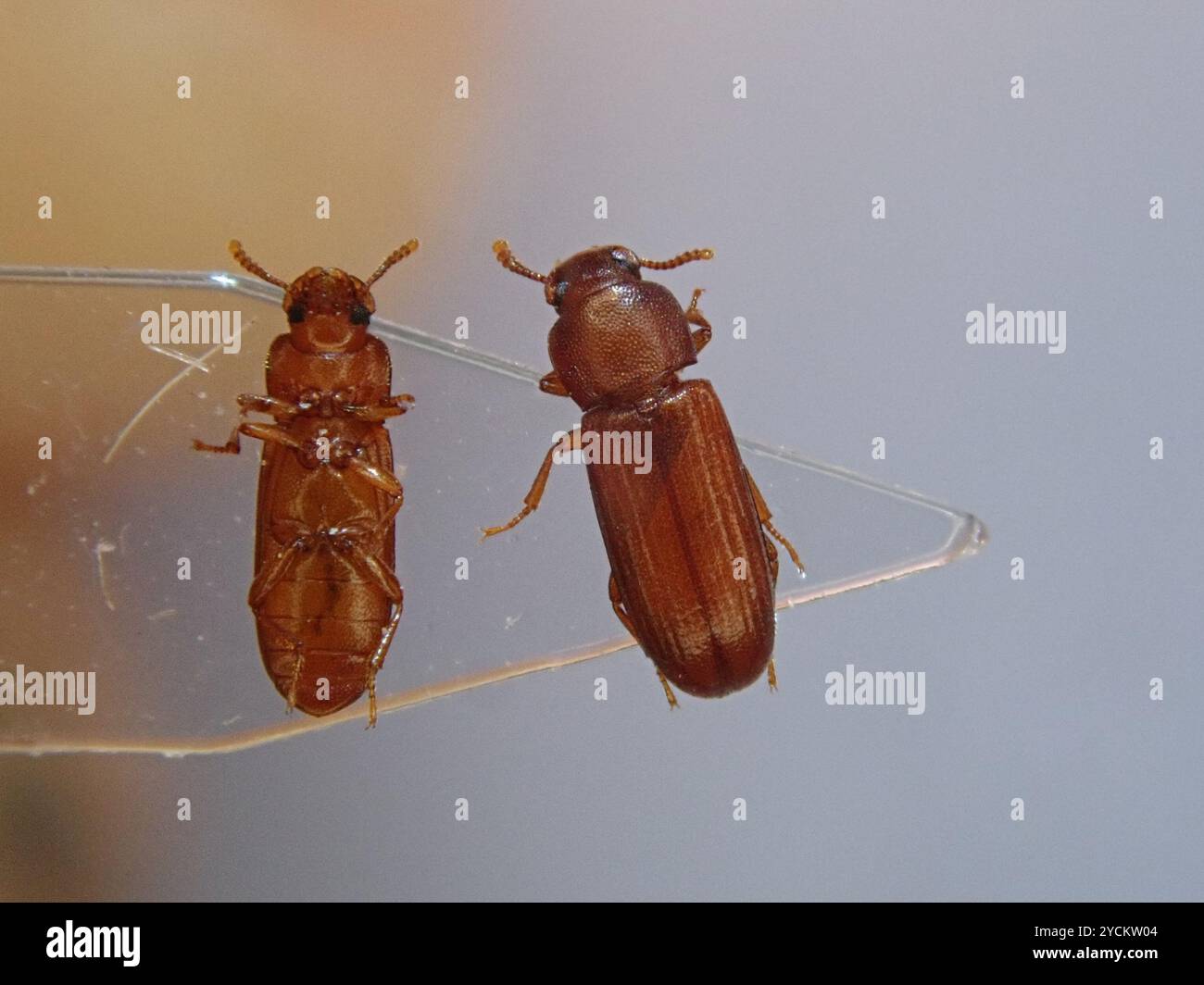 Flour beetles hi-res stock photography and images - Alamy