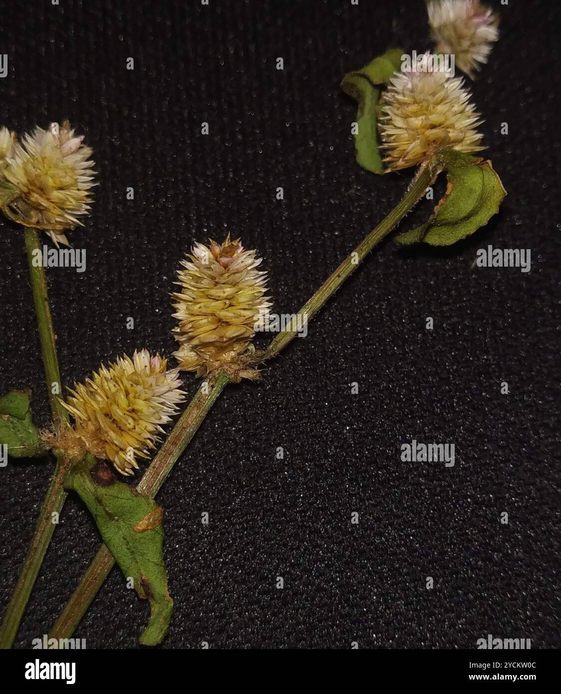 Sessile Joyweed (Alternanthera sessilis) Plantae Stock Photo - Alamy