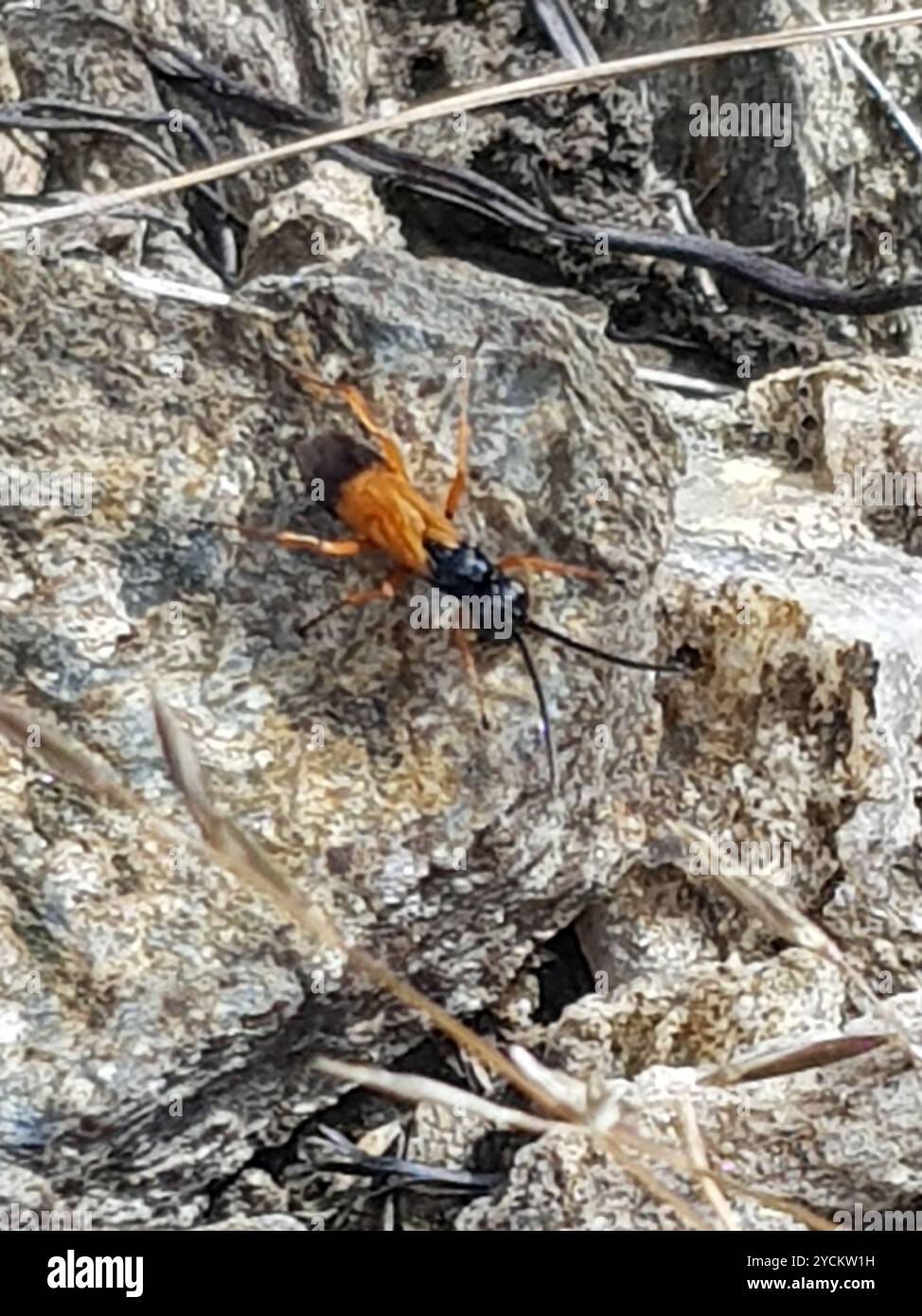 (Priocnemis conformis) Insecta Stock Photo - Alamy