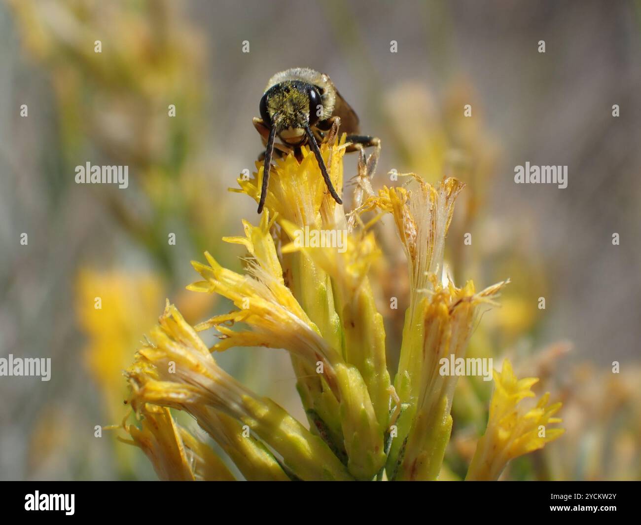 Wide-striped Sweat Bee (Halictus farinosus) Insecta Stock Photo - Alamy