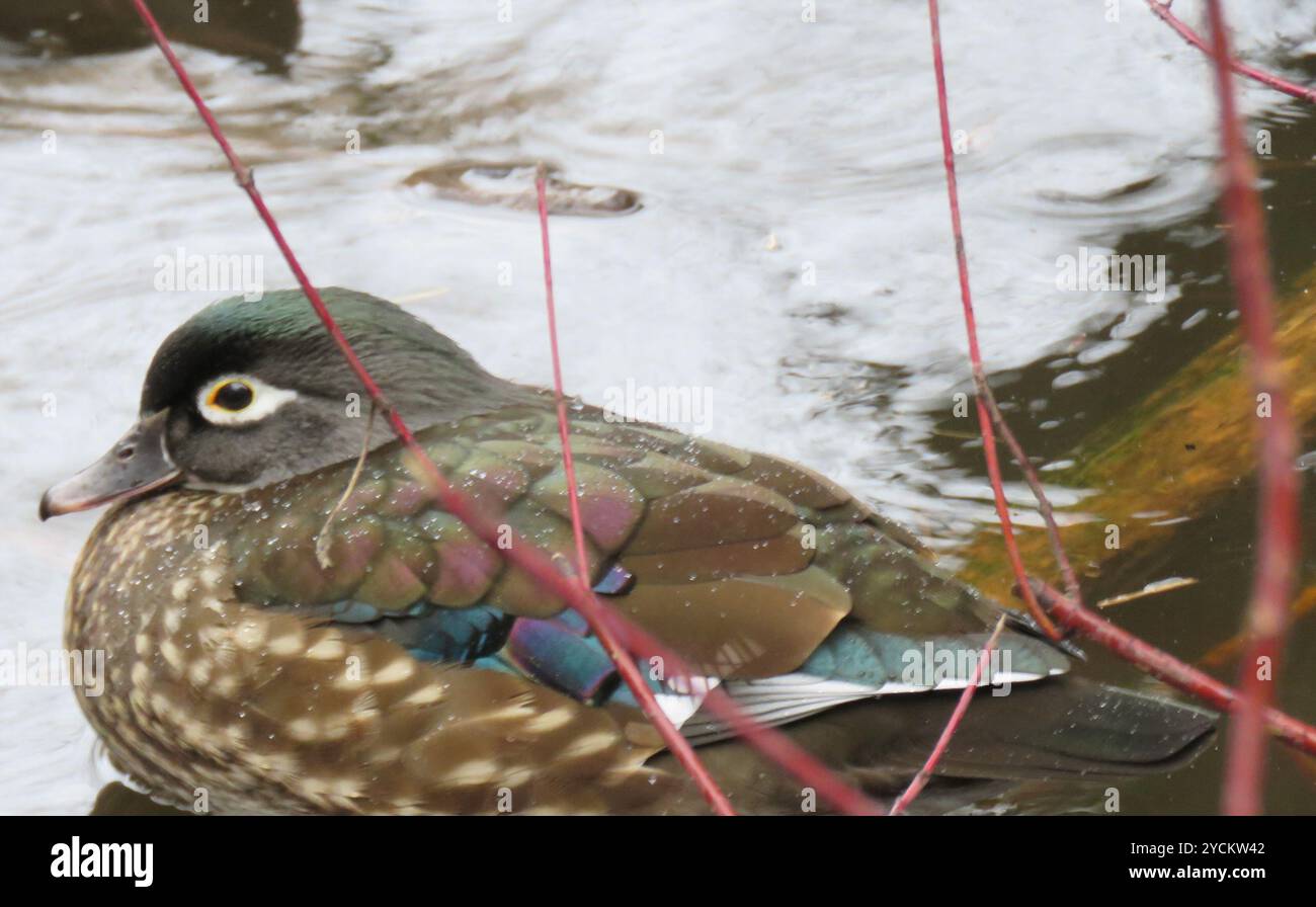 Wood Duck (Aix sponsa) Aves Stock Photo - Alamy