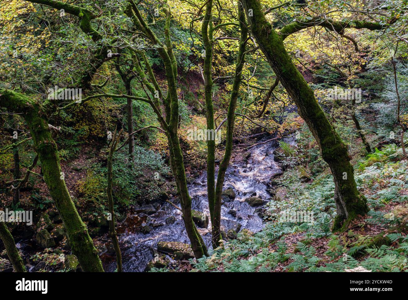 Padley Gorge, Peak District National Park, Derbyshire Stock Photo - Alamy