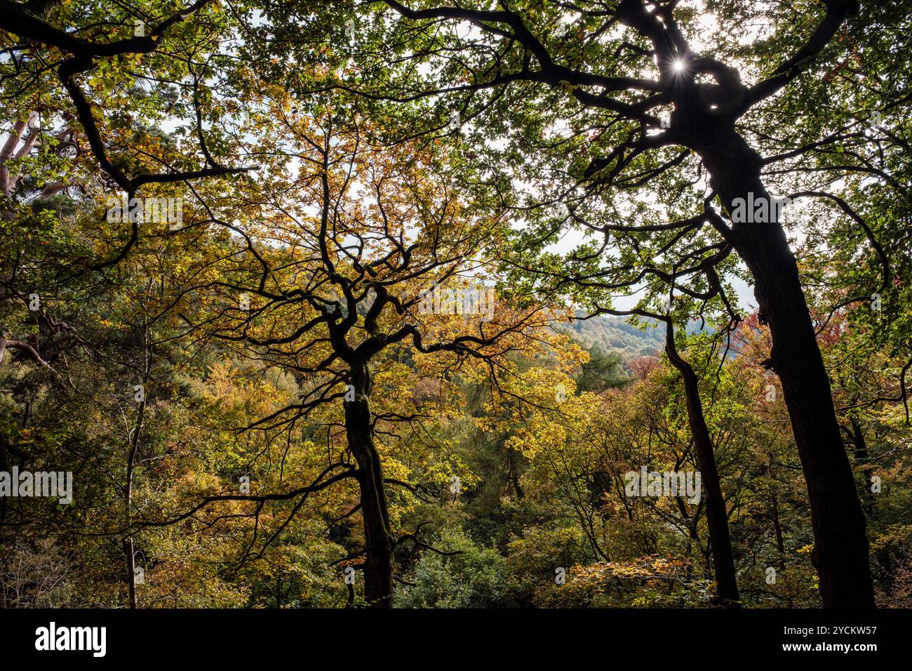 Padley Gorge, Peak District National Park, Derbyshire Stock Photo - Alamy