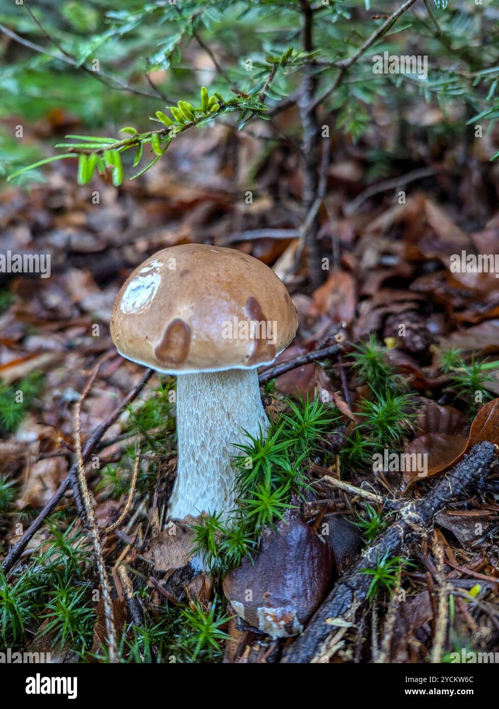 King of Mushrooms: The porcini mushroom, a prized edible species ...