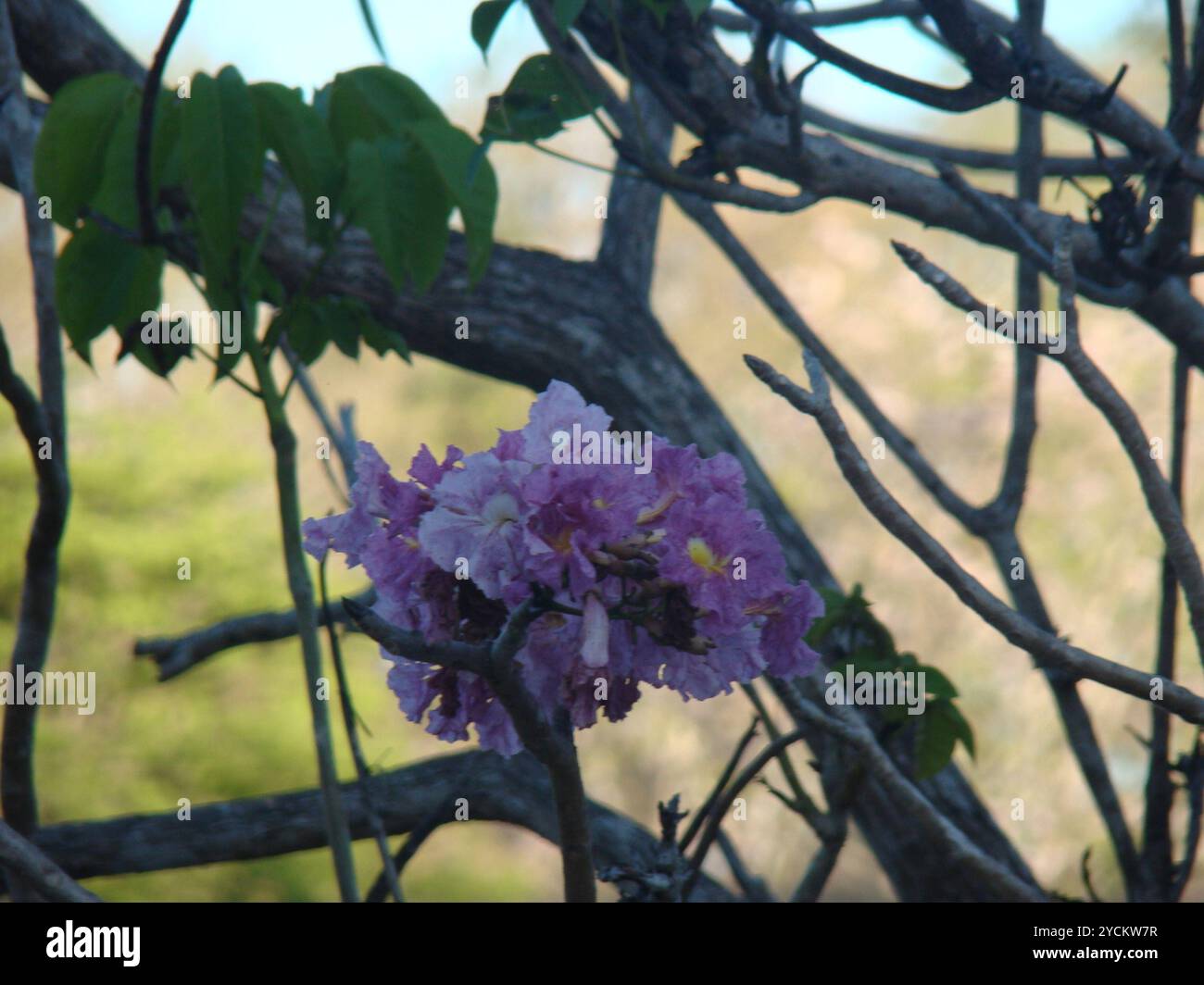 Pink poui (Tabebuia rosea) Plantae Stock Photo - Alamy