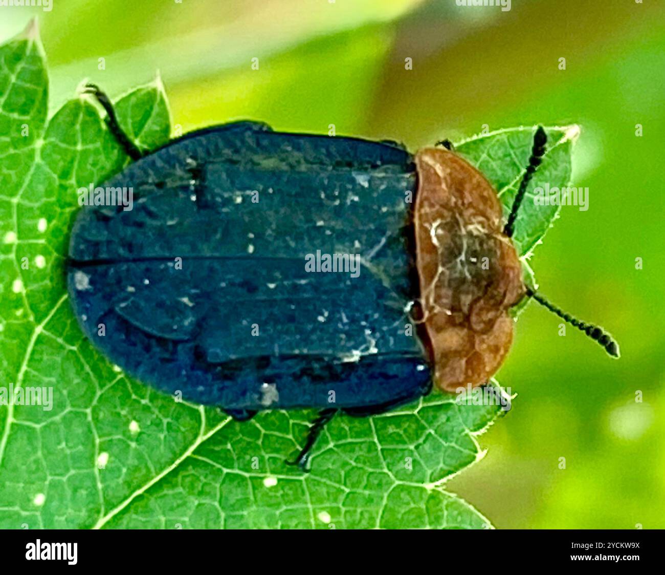 Red-breasted Carrion Beetle (Oiceoptoma thoracicum) Insecta Stock Photo ...