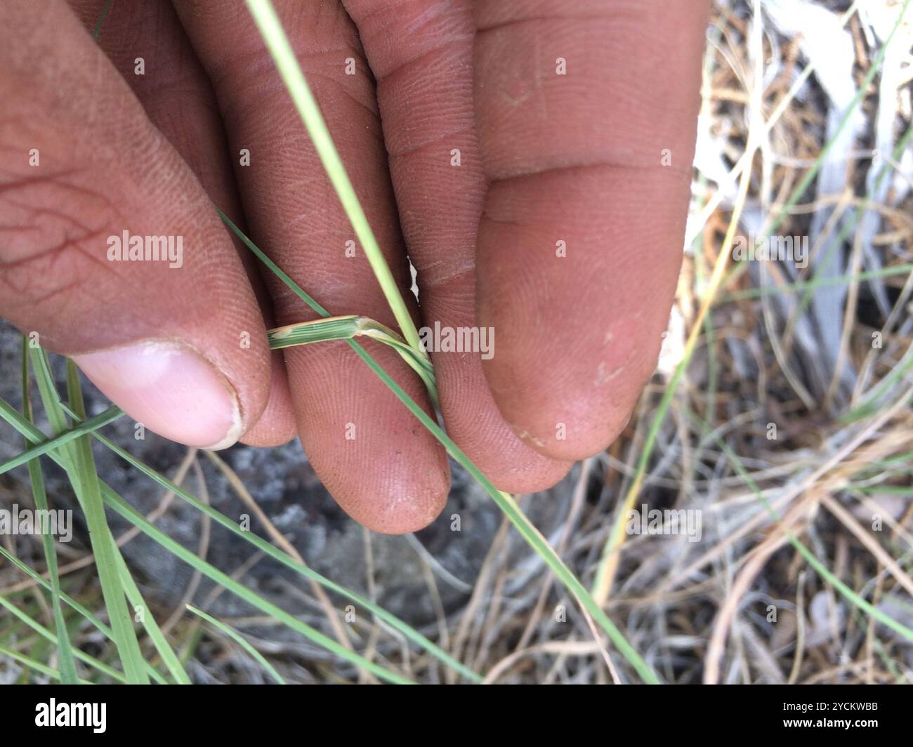 grasses (Poaceae) Plantae Stock Photo - Alamy