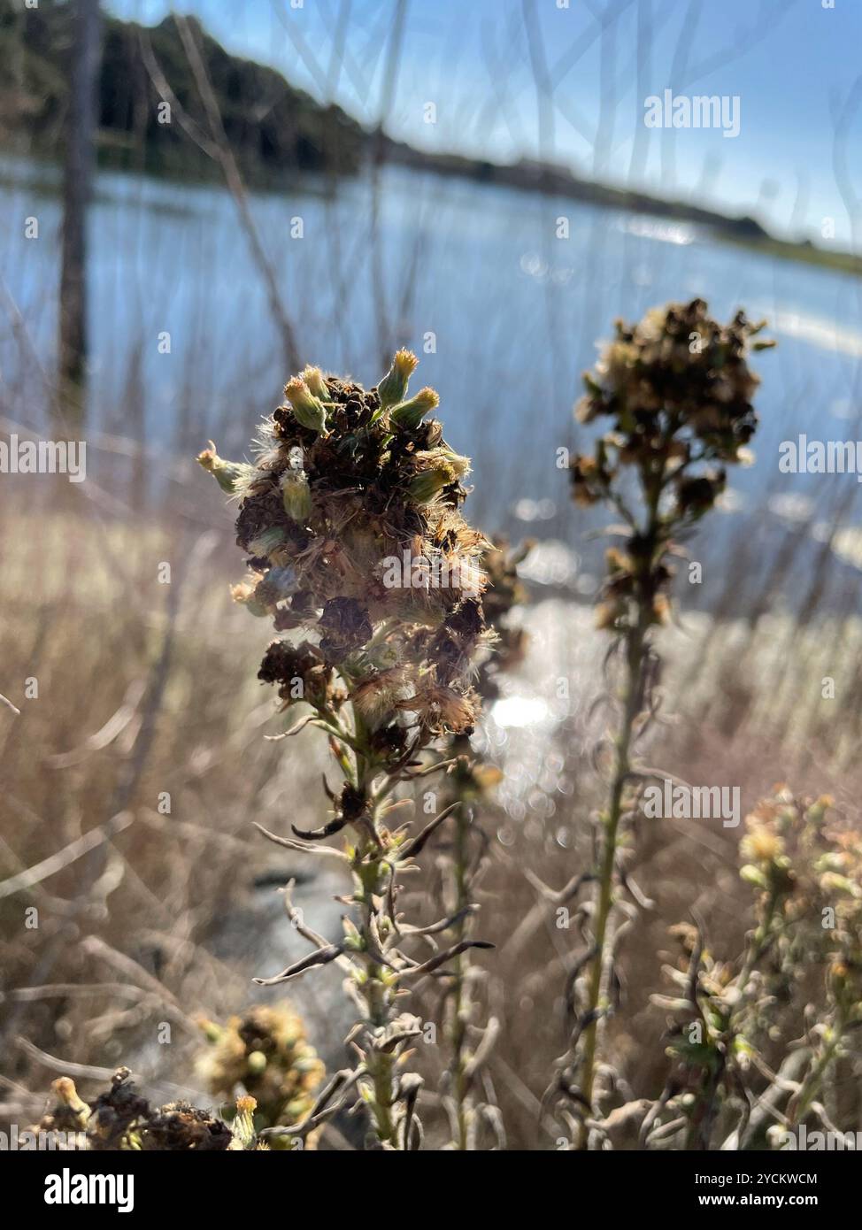 Telegraphweed (Heterotheca grandiflora) Plantae Stock Photo - Alamy