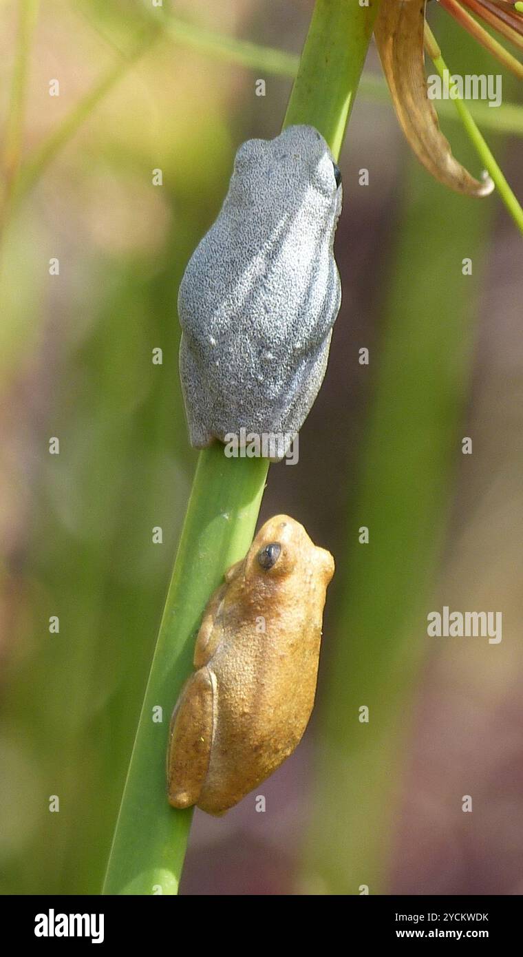 Common Reed Frog (Hyperolius viridiflavus) Amphibia Stock Photo - Alamy