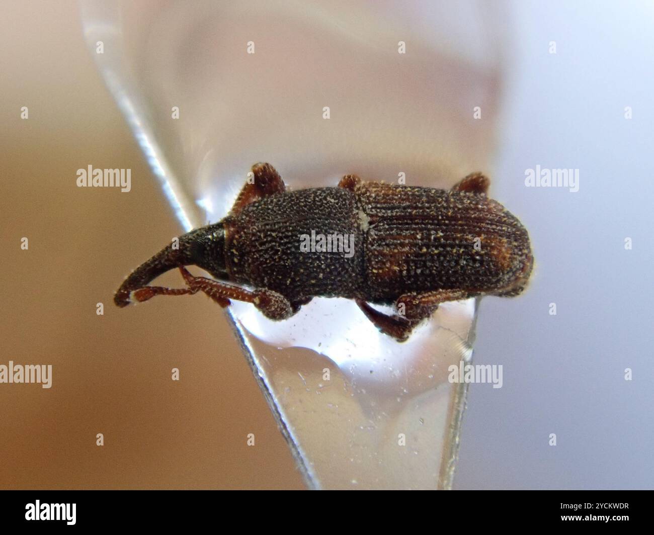 Rice Weevil (Sitophilus oryzae) Insecta Stock Photo - Alamy