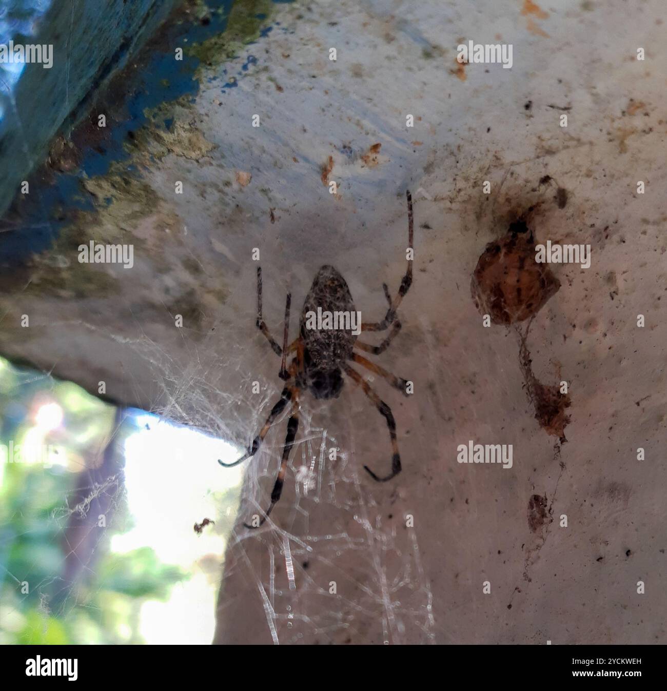 Nephilingis cruentata hi-res stock photography and images - Alamy