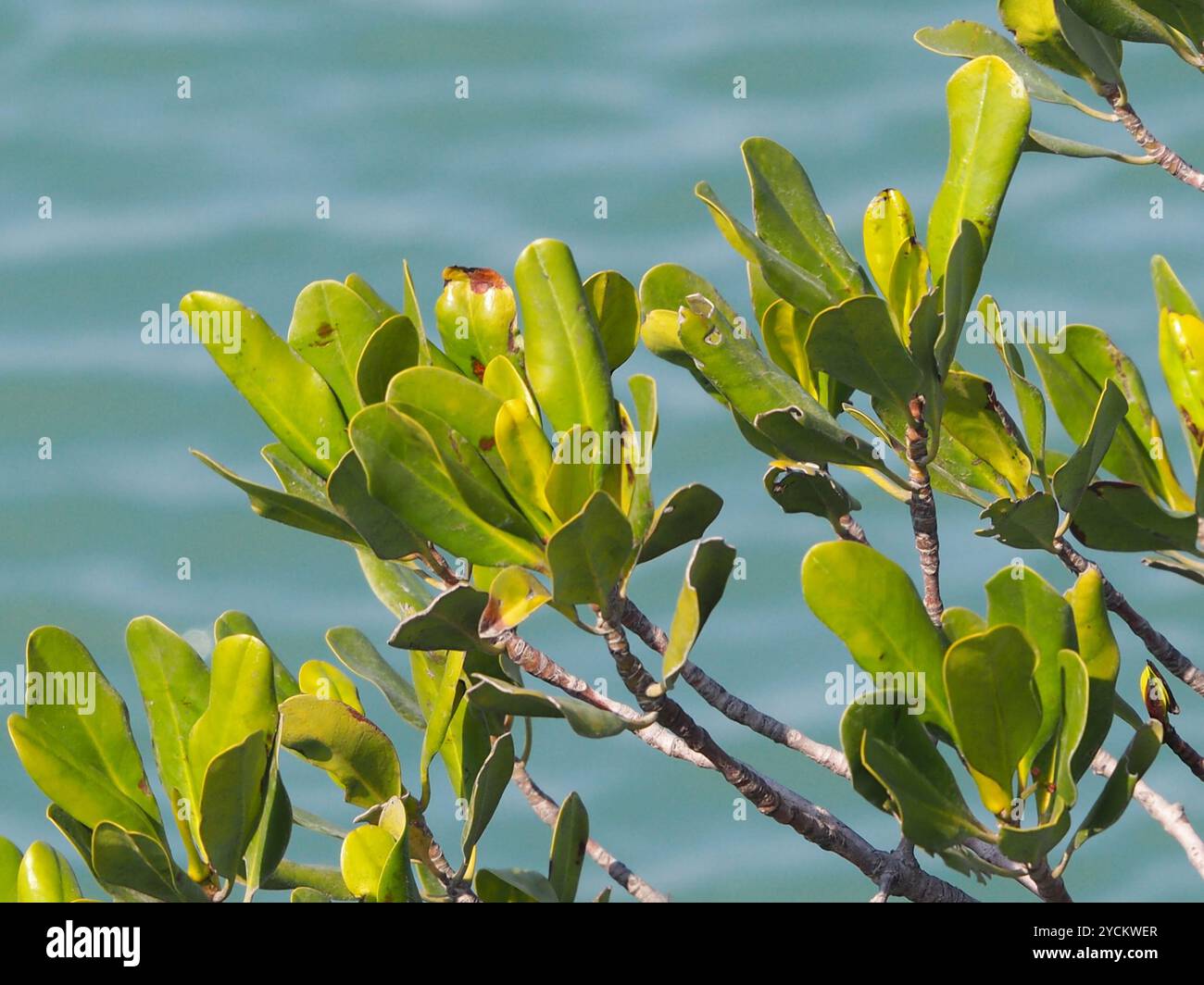 (Kandelia obovata) Plantae Stock Photo - Alamy