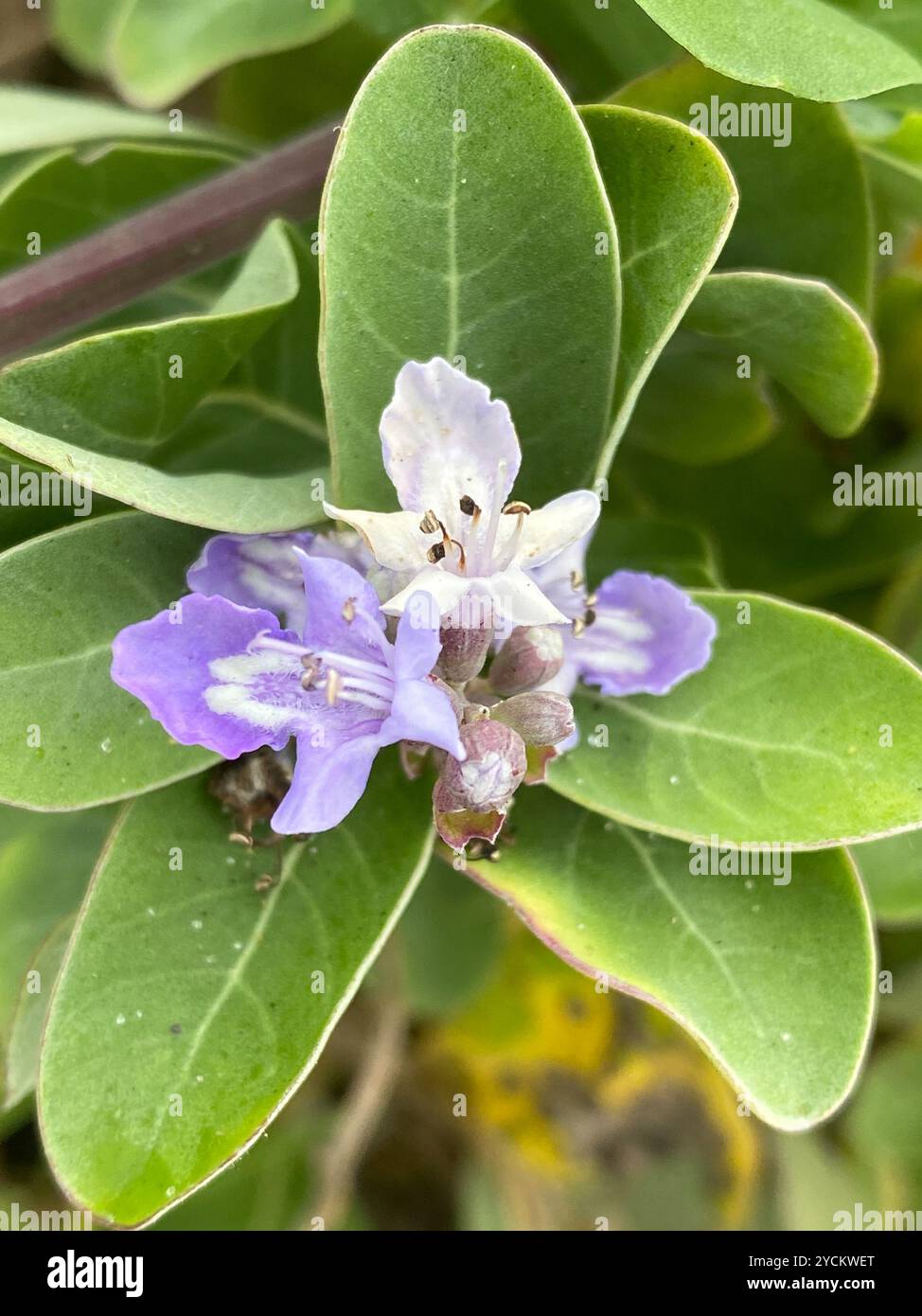 Beach Vitex (Vitex rotundifolia) Plantae Stock Photo - Alamy