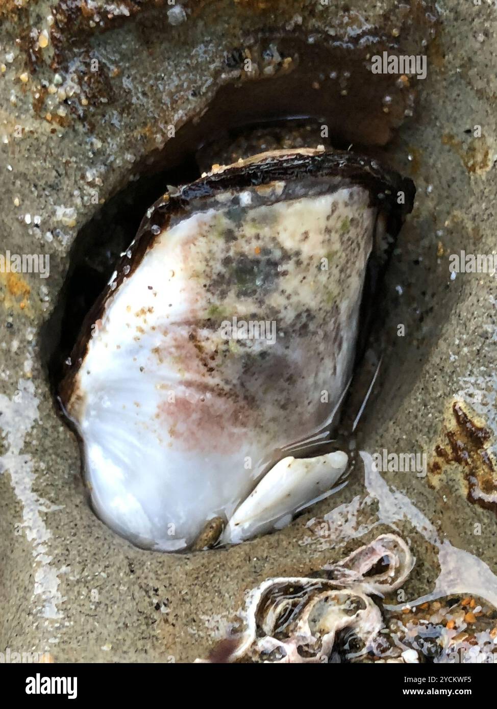 Piddocks and Angelwings (Pholadidae) Mollusca Stock Photo - Alamy