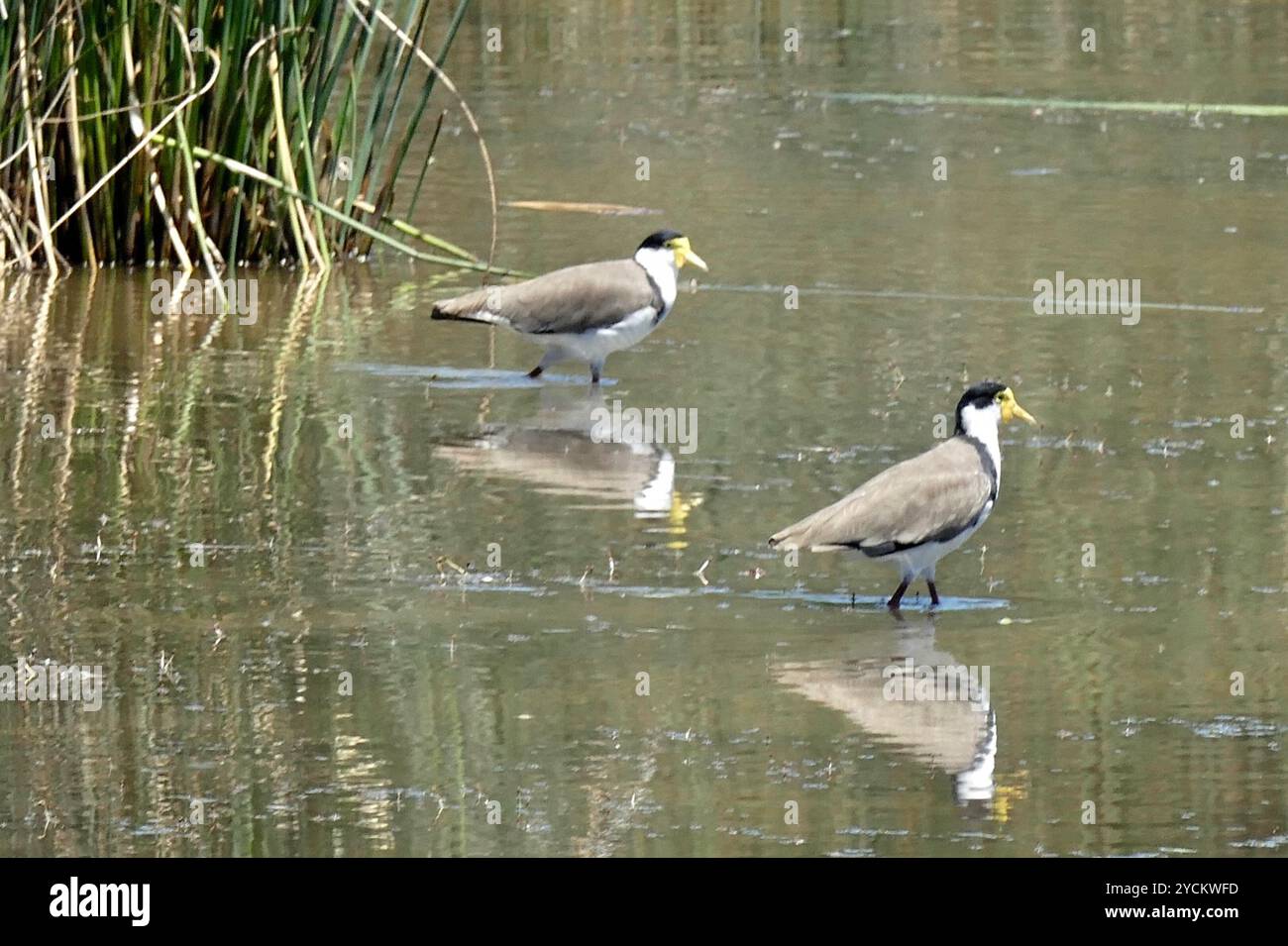 Black-shouldered Masked Lapwing (Vanellus miles novaehollandiae) Aves ...