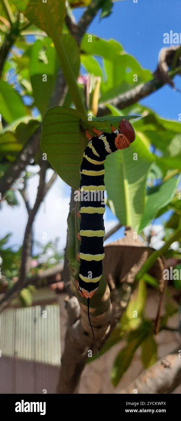 Tetrio Sphinx (Pseudosphinx tetrio) Insecta Stock Photo - Alamy