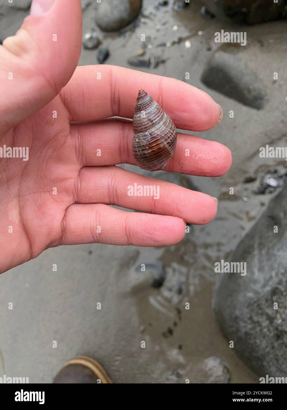 Channeled Basket Snail (Caesia fossata) Mollusca Stock Photo - Alamy