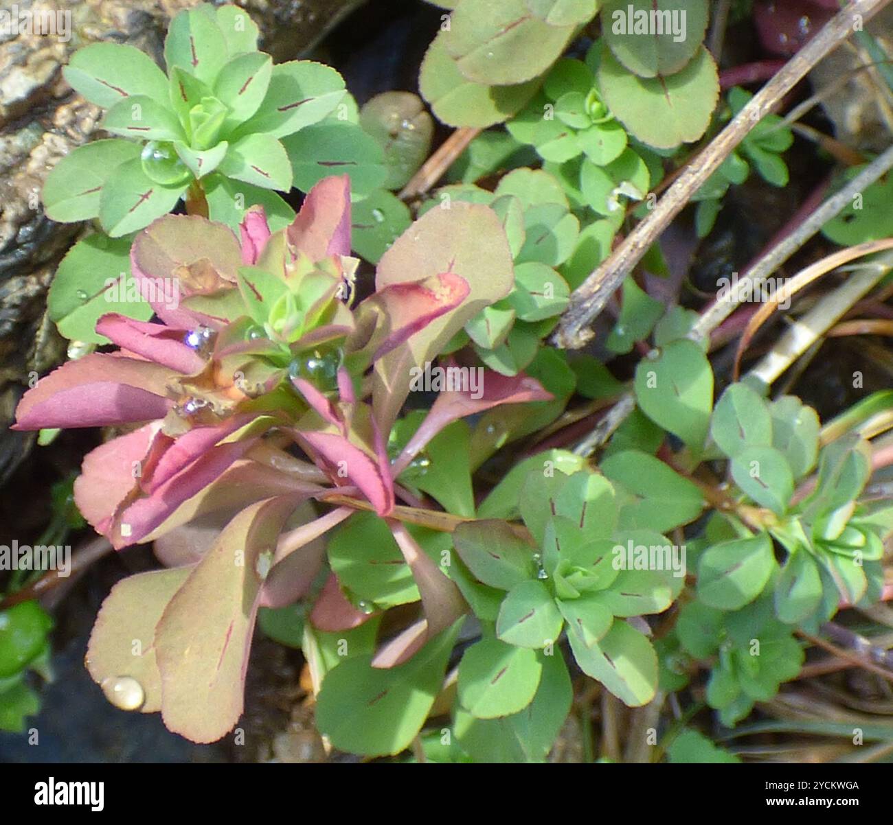 Sun spurge (Euphorbia helioscopia) Plantae Stock Photo - Alamy