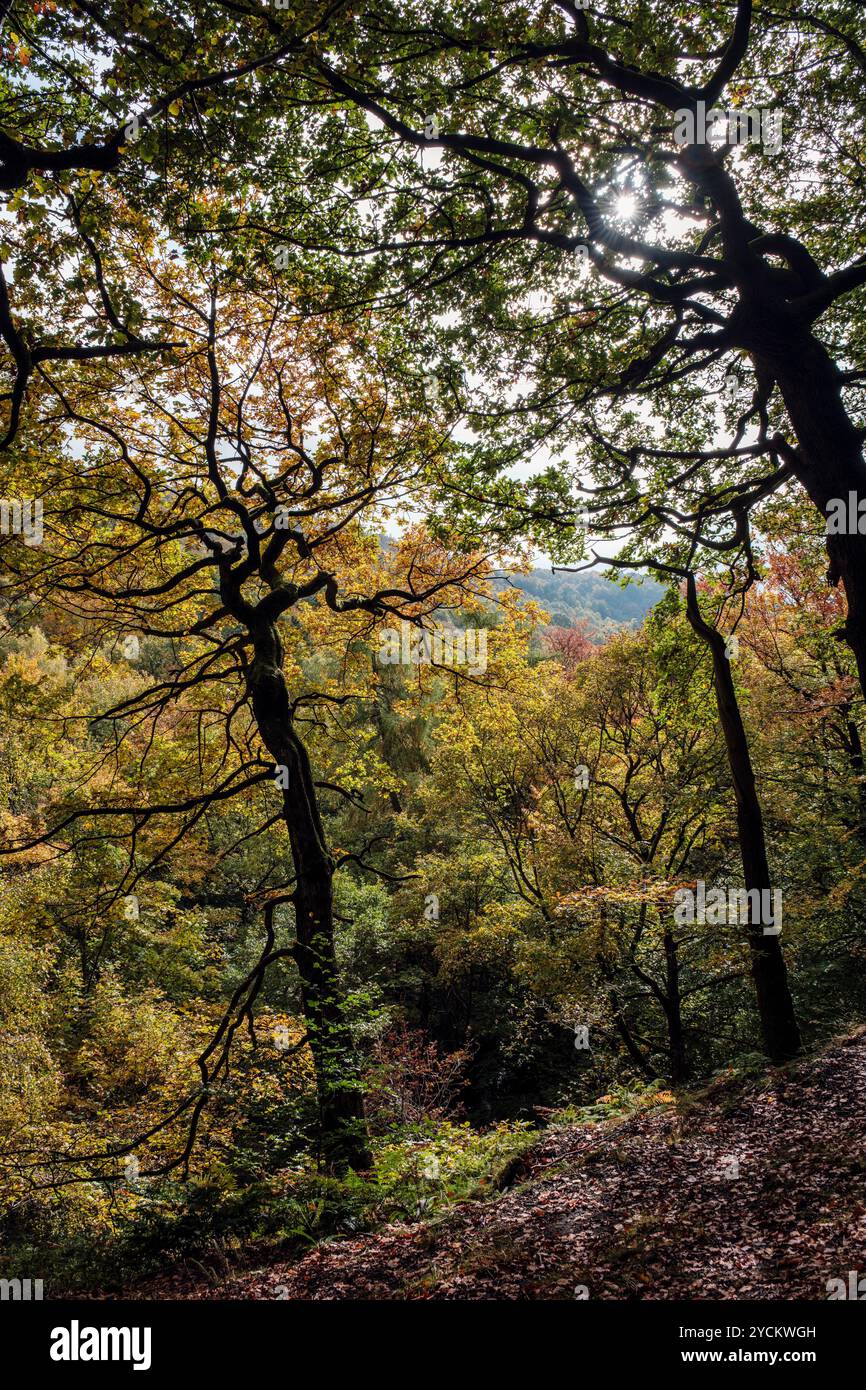 Padley Gorge, Peak District National Park, Derbyshire Stock Photo - Alamy