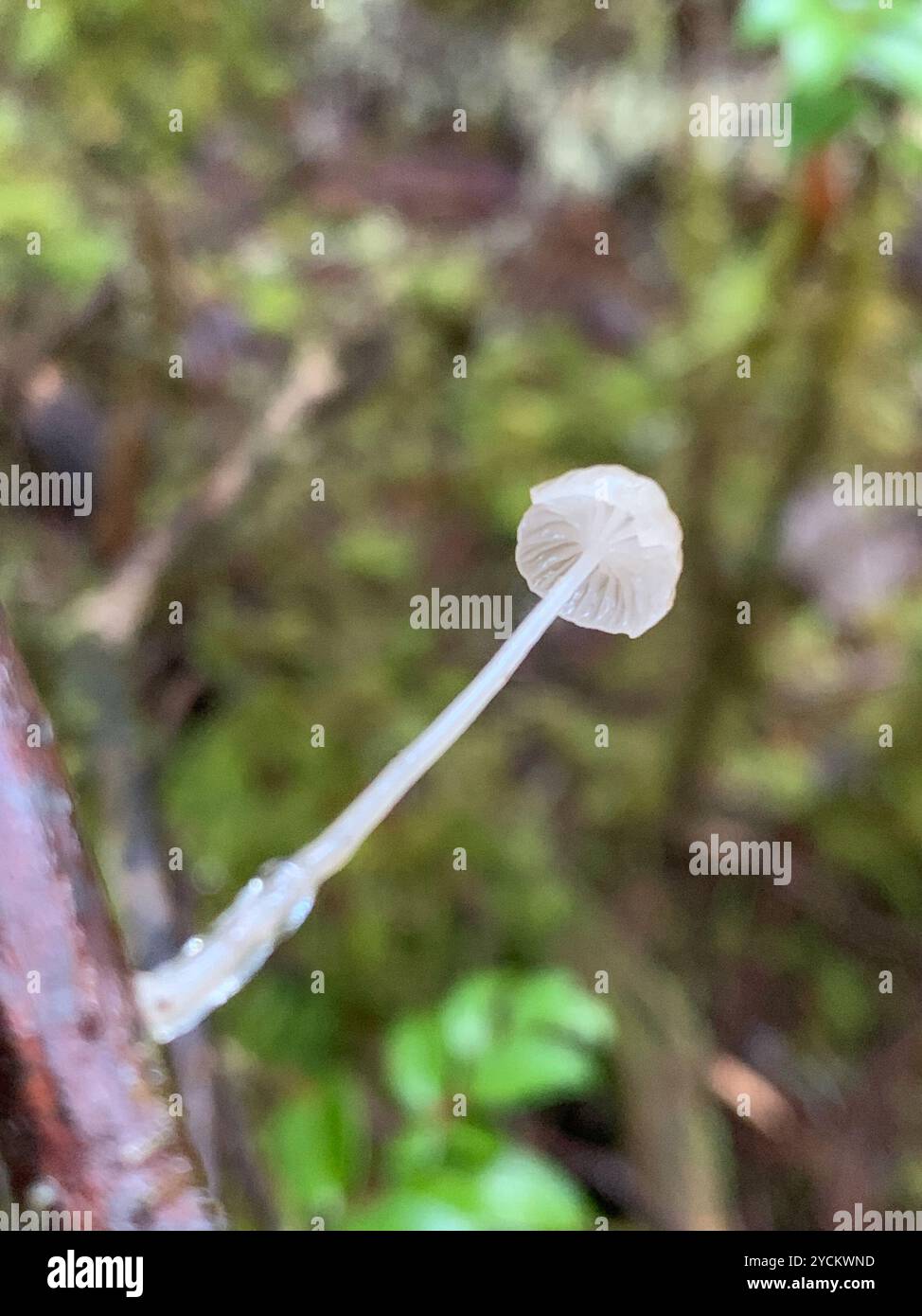 Dripping Bonnet (Roridomyces roridus) Fungi Stock Photo - Alamy