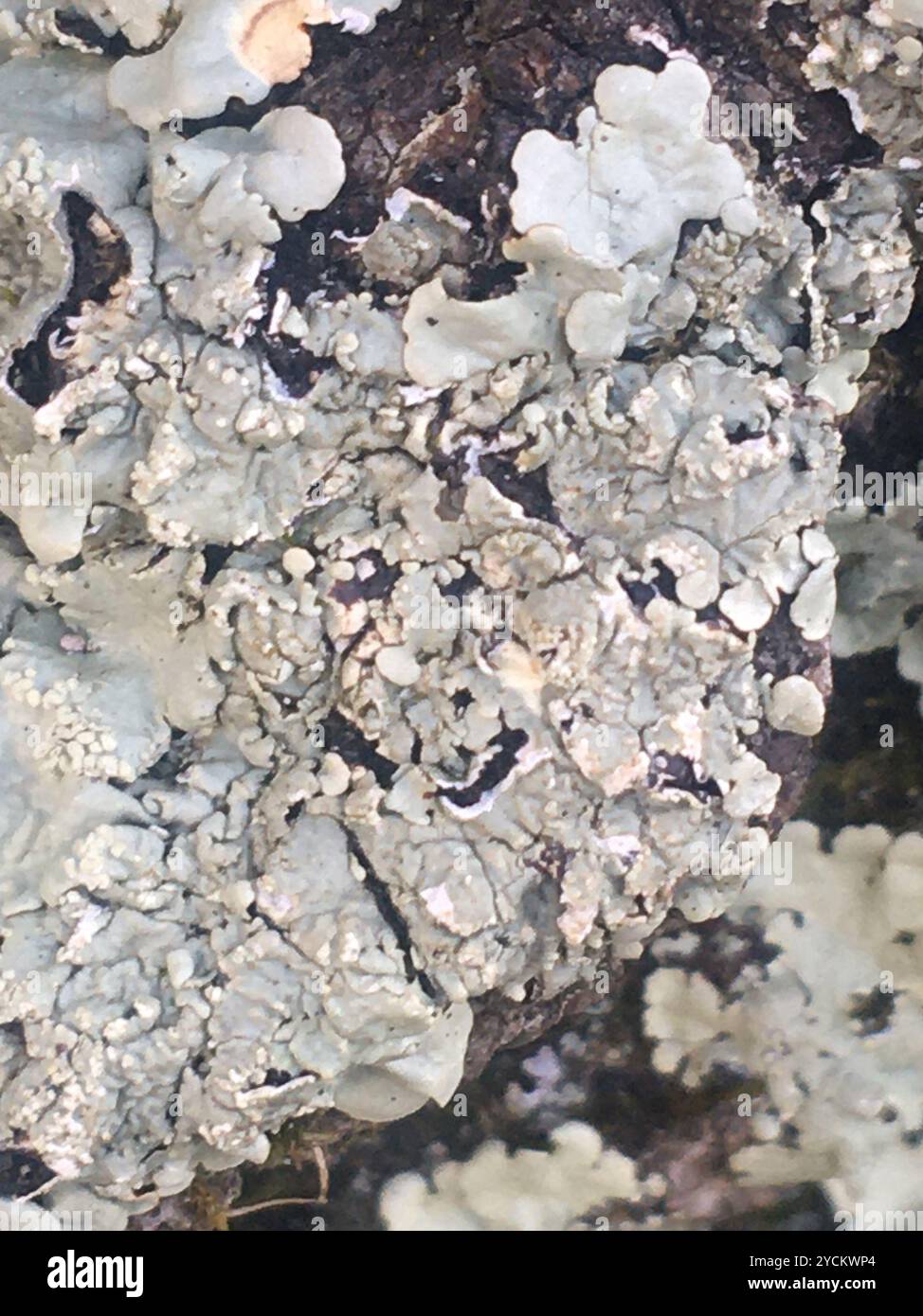 typical shield lichens (Parmelioideae) Fungi Stock Photo - Alamy