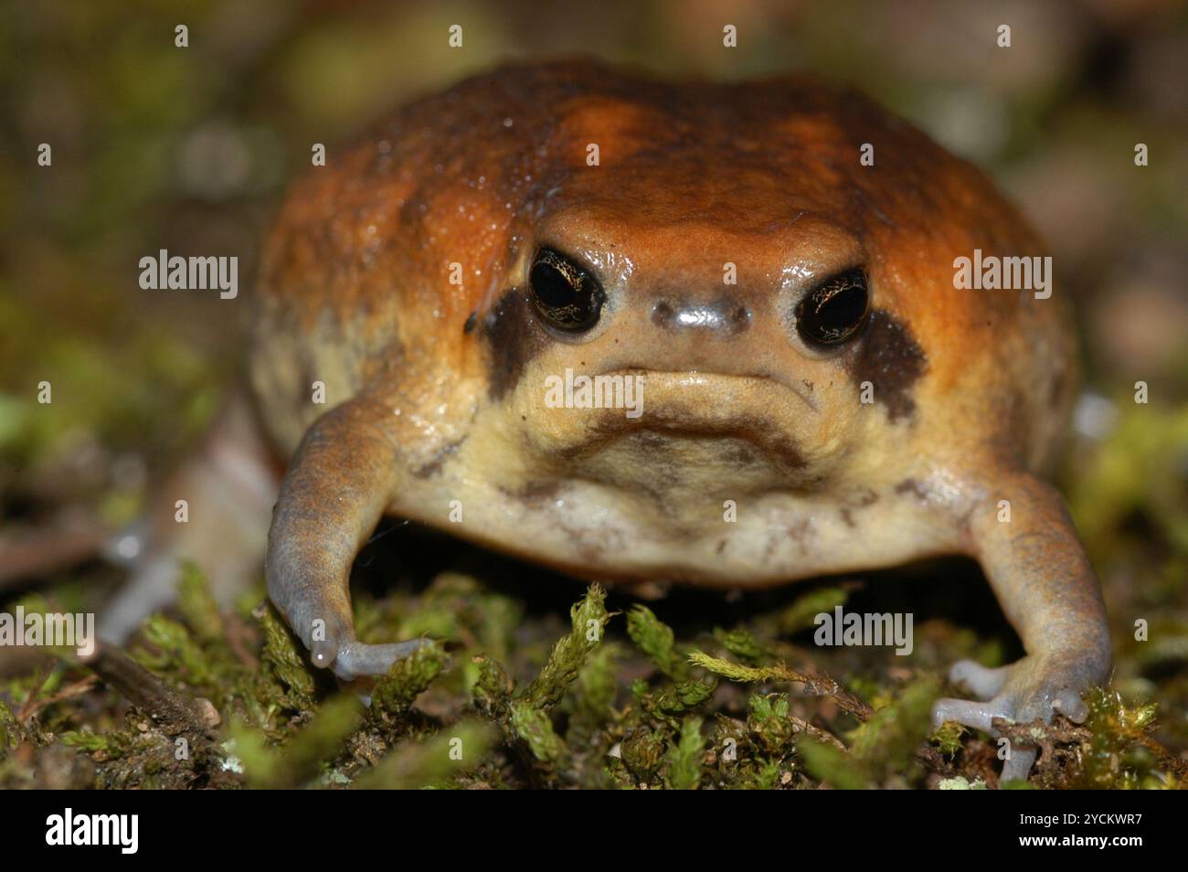 Common Rain Frog (Breviceps adspersus) Amphibia Stock Photo - Alamy