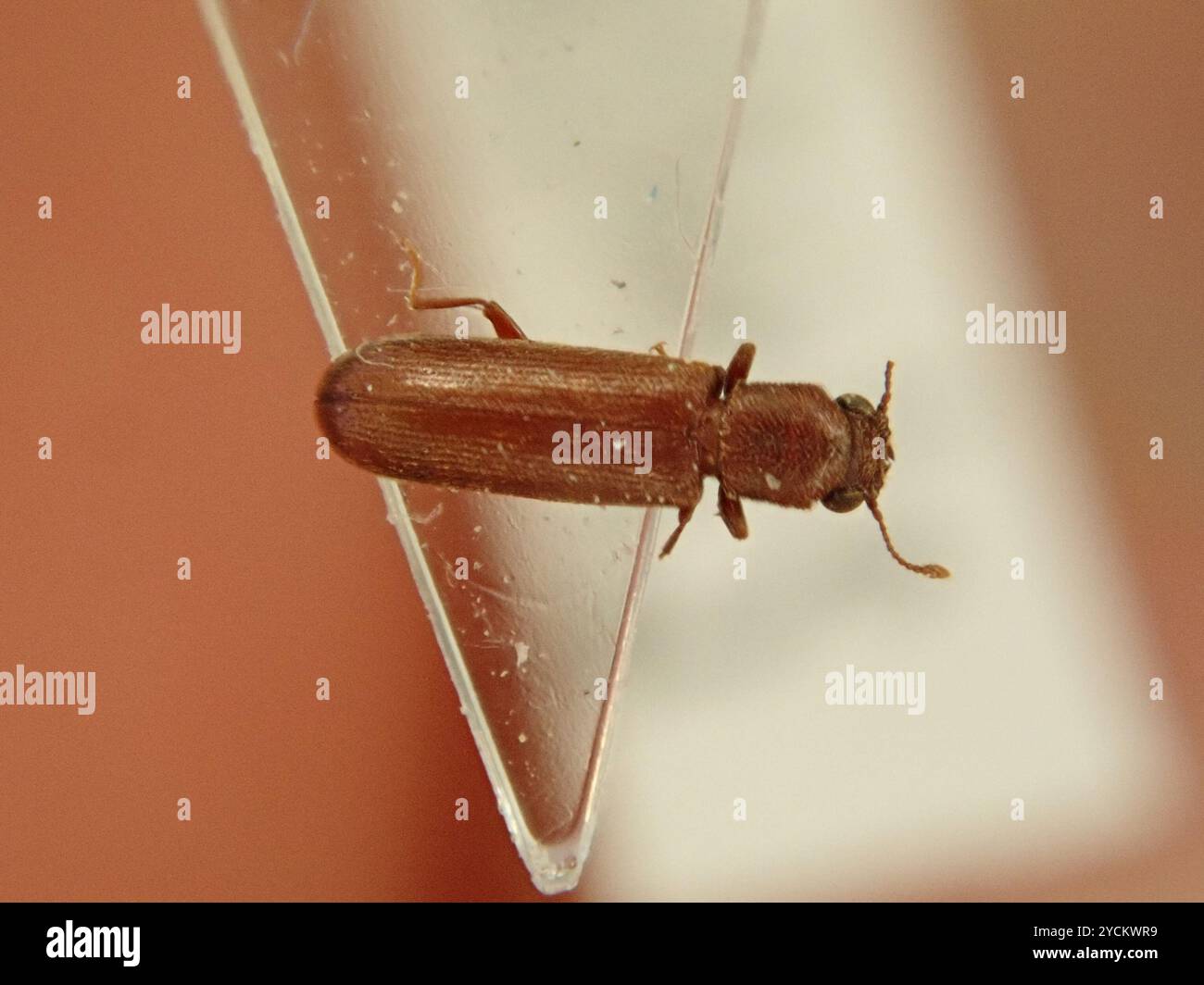 Lyctus beetle hi-res stock photography and images - Alamy