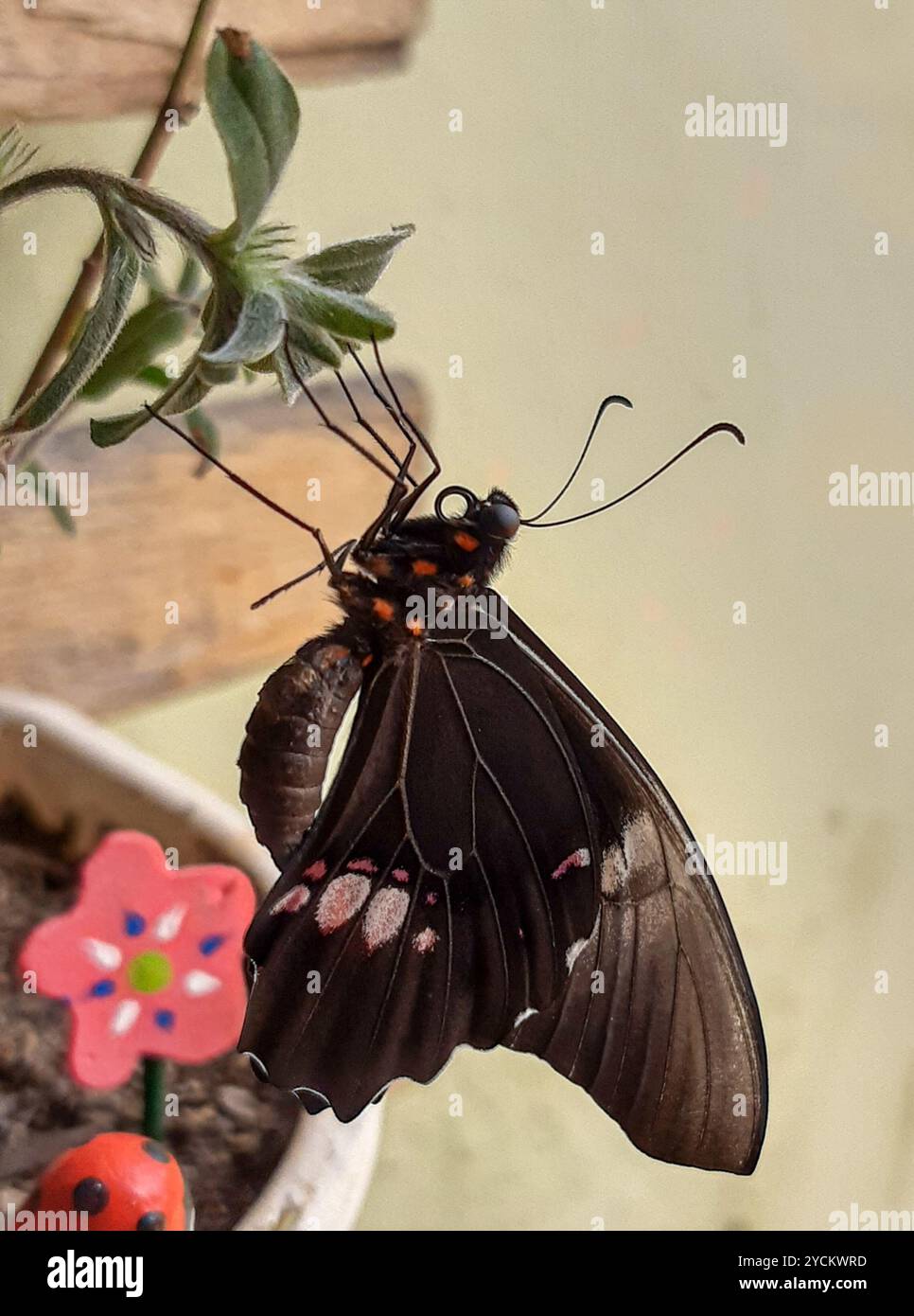 Capys hi-res stock photography and images - Alamy