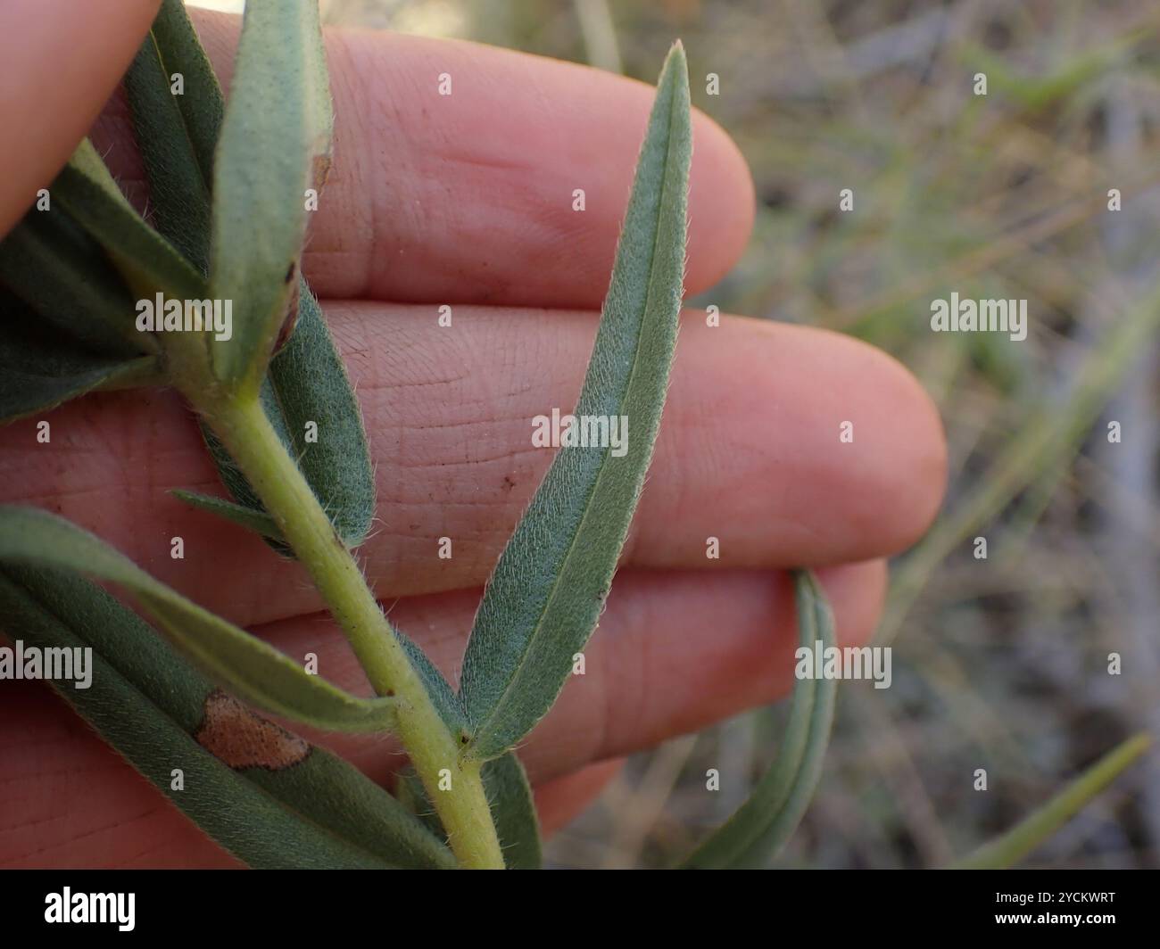 stoneseeds, puccoons, and gromwells (Lithospermum) Plantae Stock Photo ...