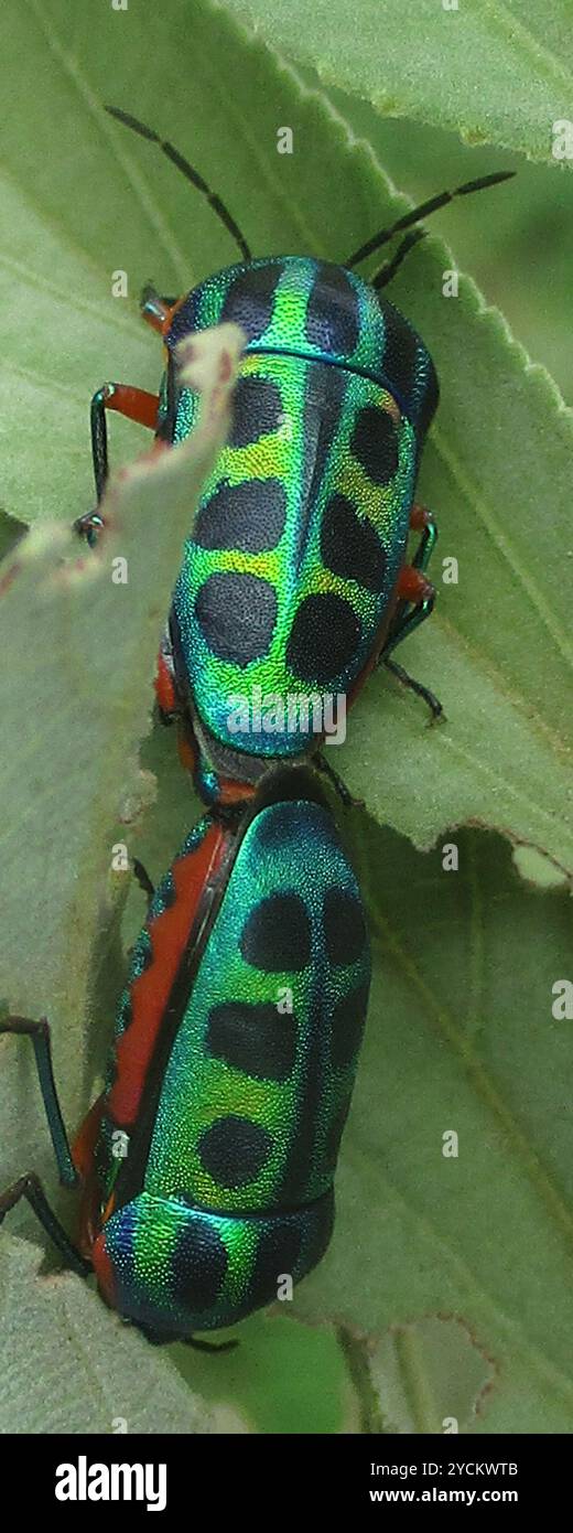 Rainbow Shield Bug (Calidea dregii) Insecta Stock Photo - Alamy