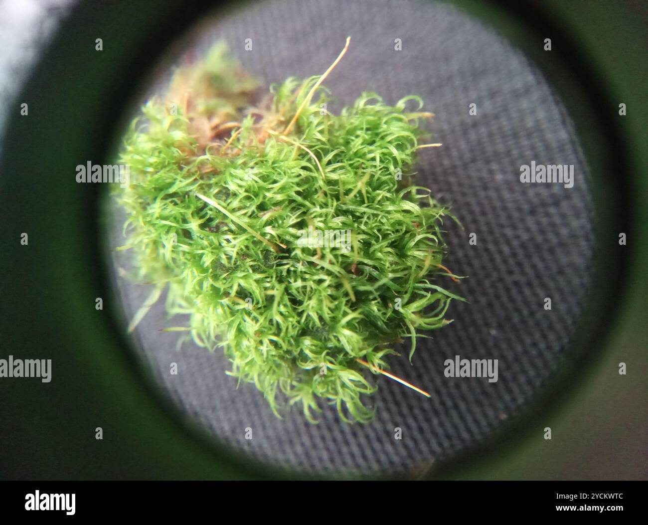 Cape Thread-moss (Orthodontium lineare) Plantae Stock Photo - Alamy