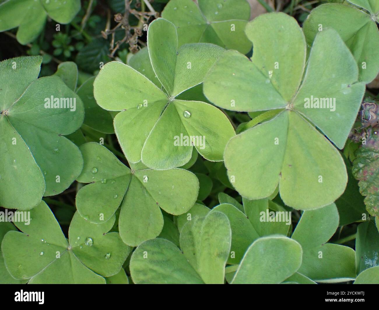 pink-sorrel (Oxalis articulata) Plantae Stock Photo - Alamy