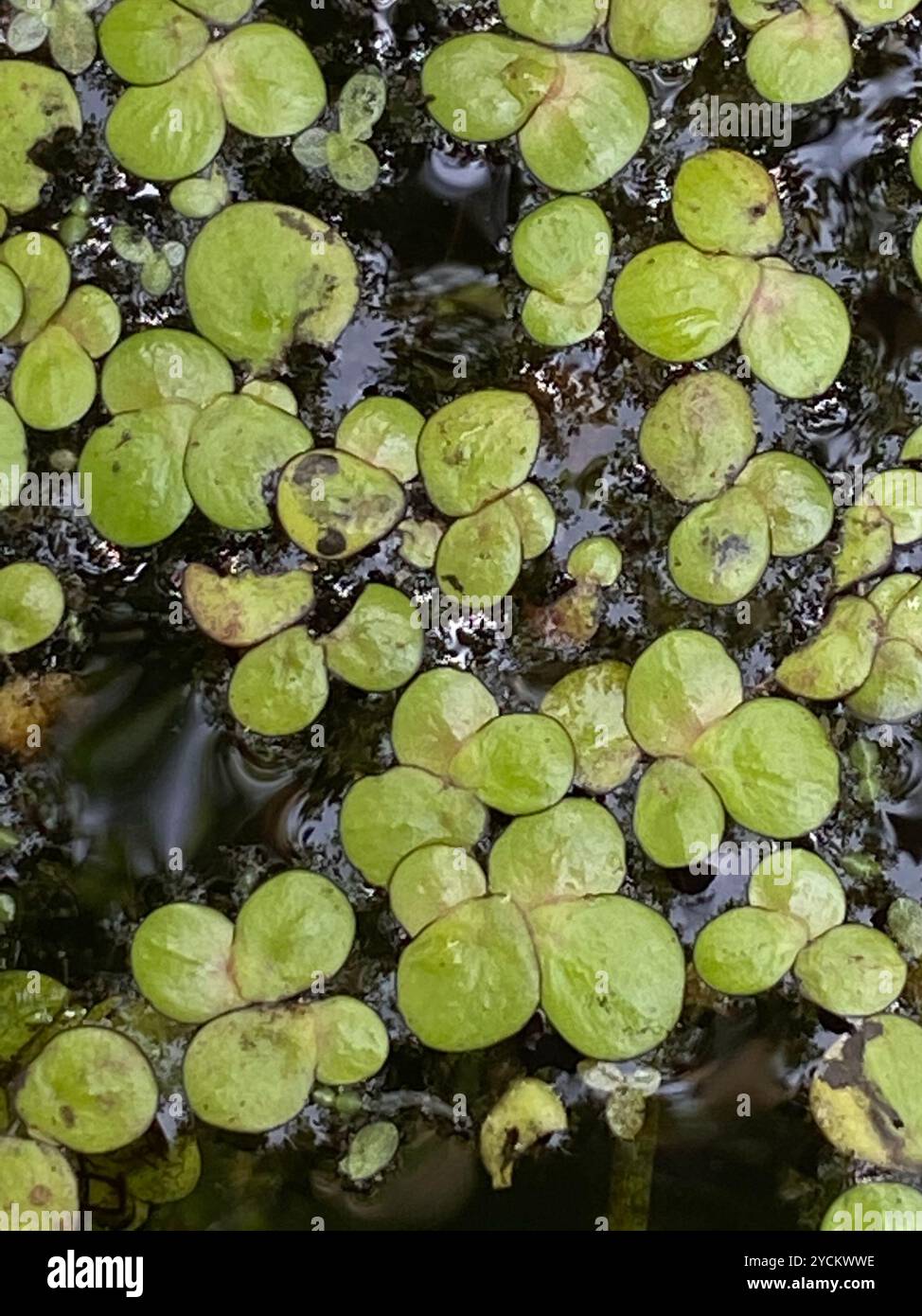 greater duckweed (Spirodela polyrhiza) Plantae Stock Photo - Alamy