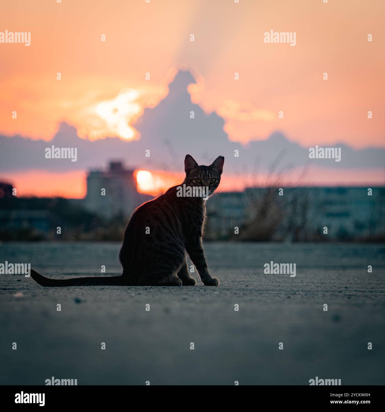 Cat at sunset/twilight Stock Photo - Alamy