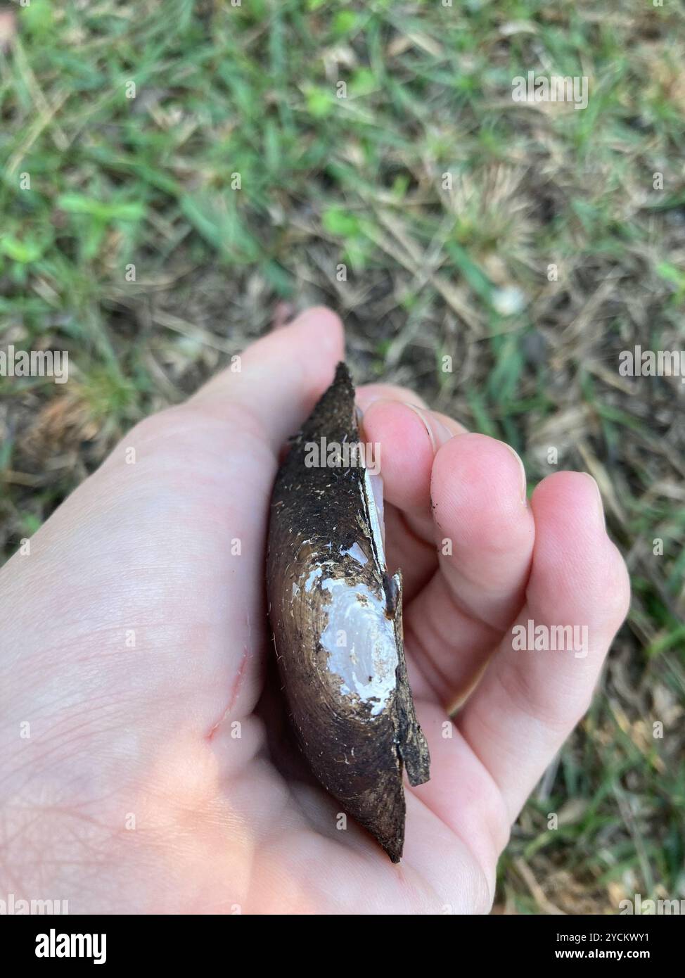 Florida Spike (Elliptio jayensis) Mollusca Stock Photo - Alamy
