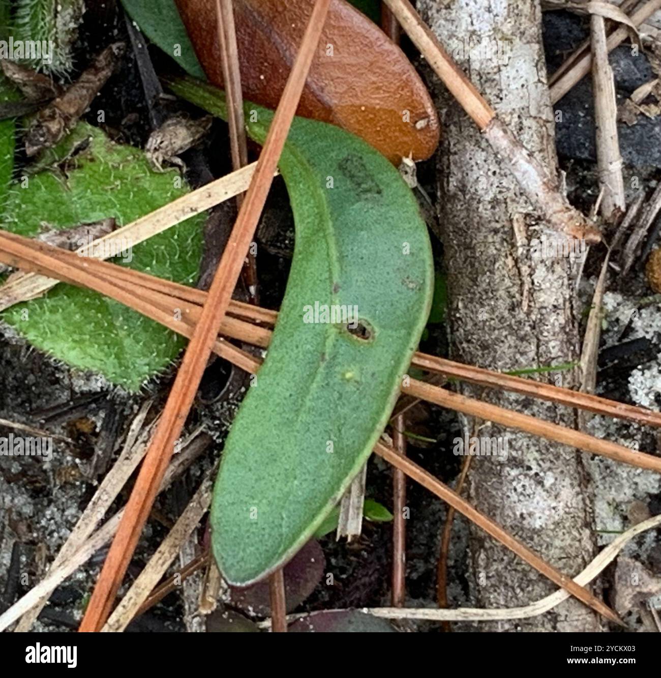Florida Tickseed (Coreopsis floridana) Plantae Stock Photo - Alamy