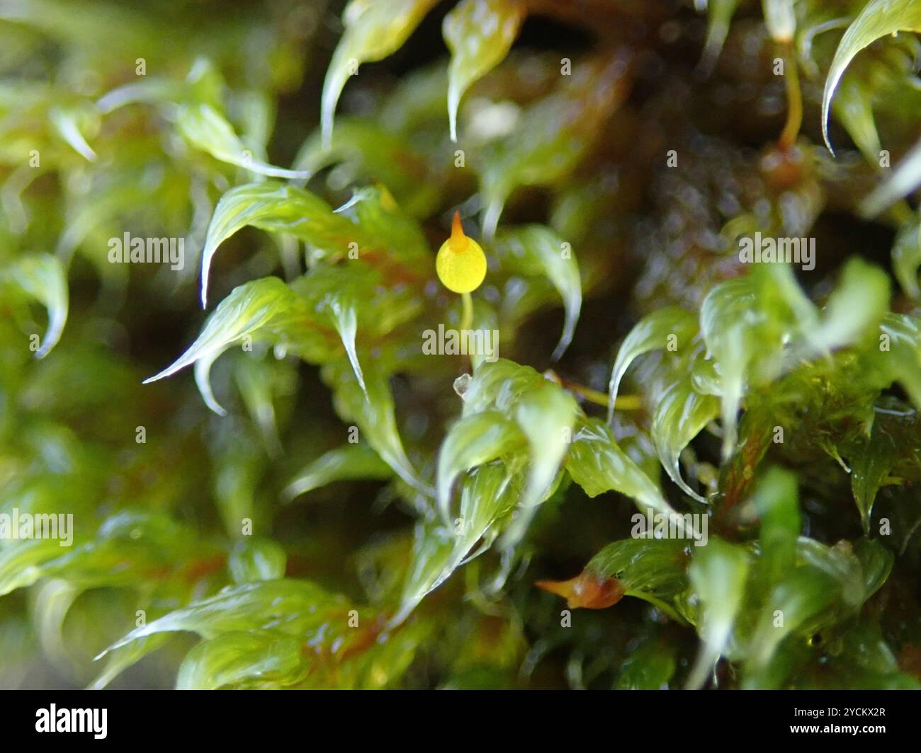 Woolly Fringe-moss (Racomitrium lanuginosum) Plantae Stock Photo - Alamy