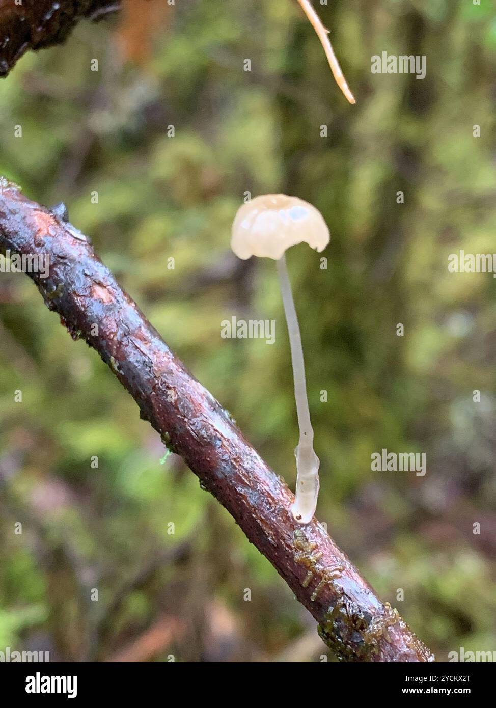 Dripping bonnet hi-res stock photography and images - Alamy