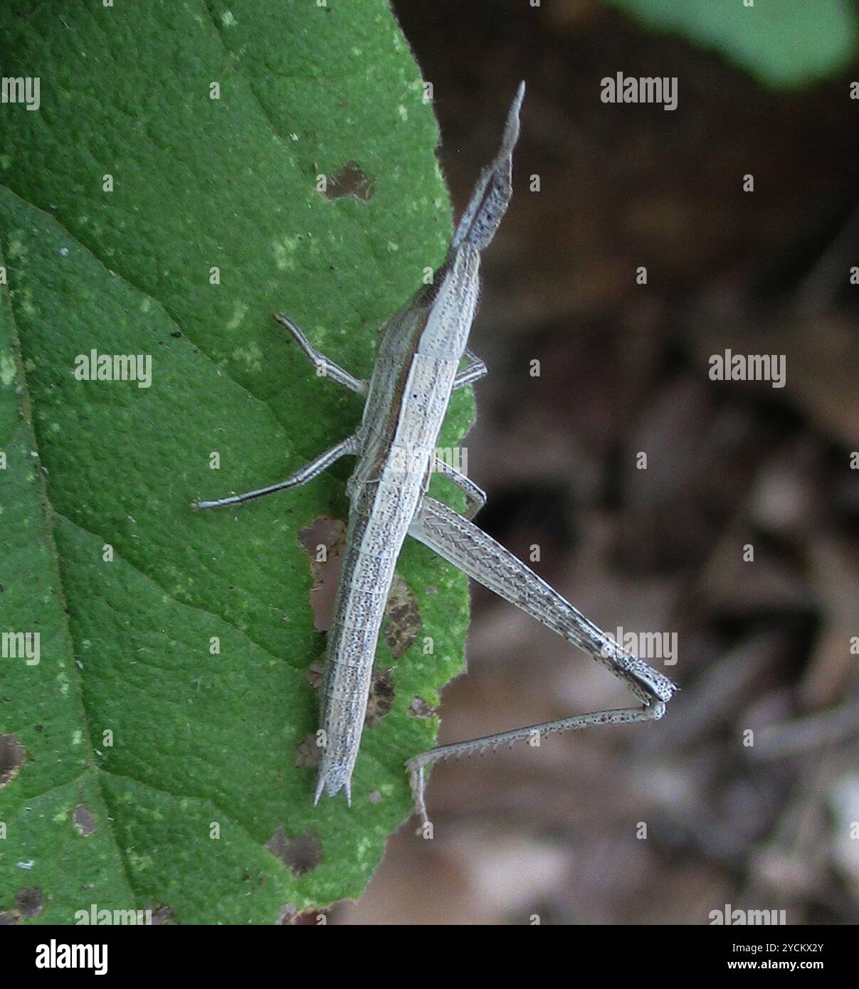 Silent Slant-faced Grasshoppers (Acridinae) Insecta Stock Photo - Alamy