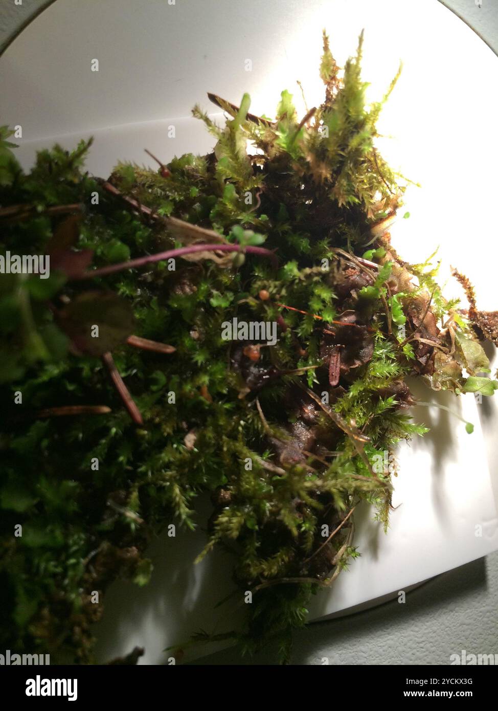 common pellia (Pellia epiphylla) Plantae Stock Photo - Alamy