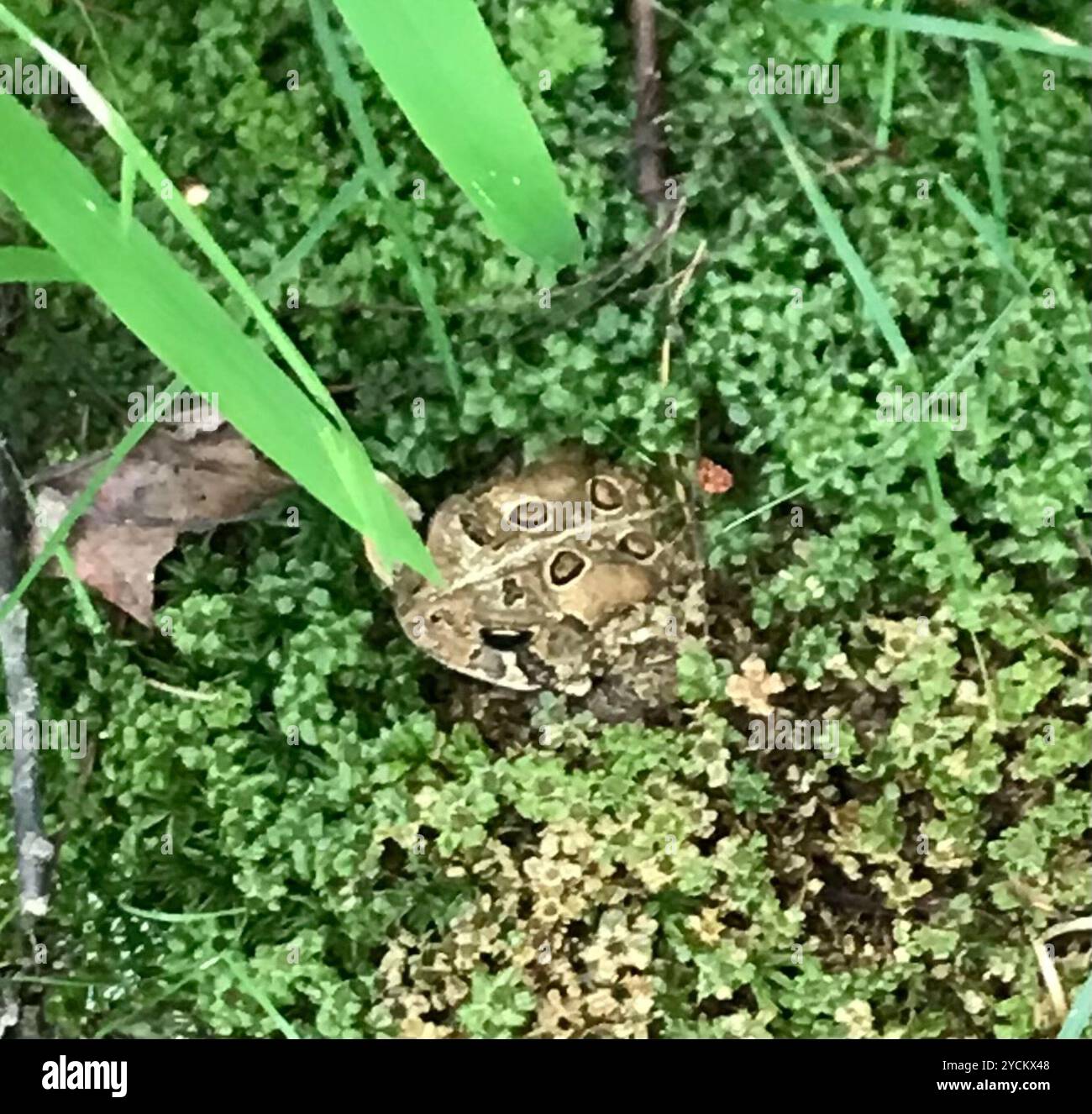American Toad (Anaxyrus americanus) Amphibia Stock Photo - Alamy