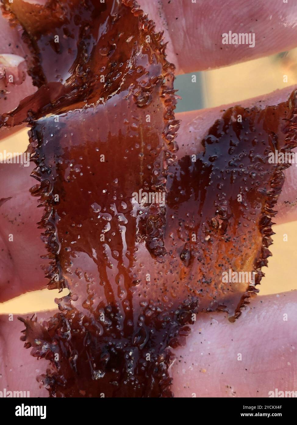 Grape Tongue (Cryptopleura ruprechtiana) Plantae Stock Photo - Alamy