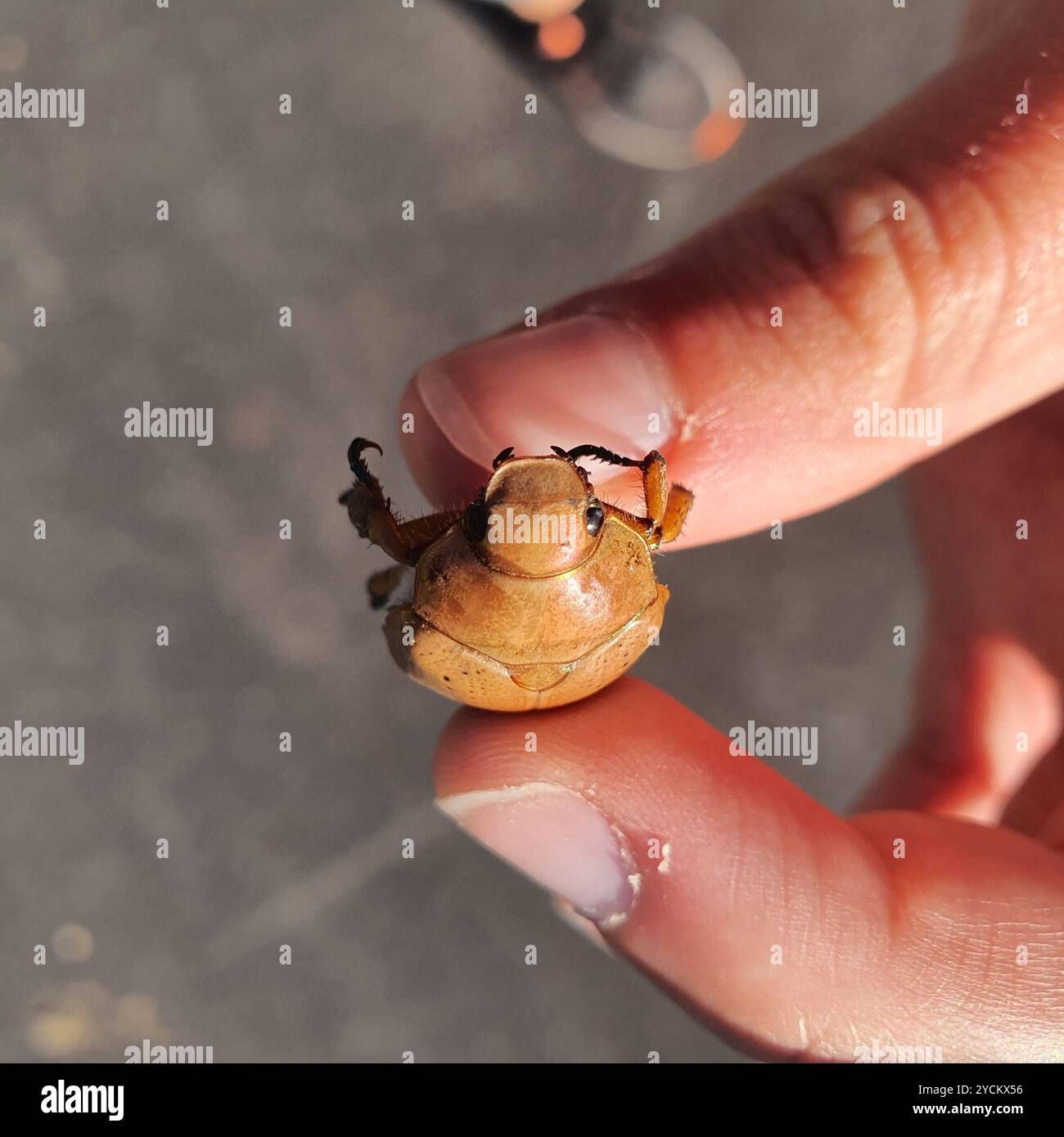 Christmas Beetles (Anoplognathus) Insecta Stock Photo - Alamy