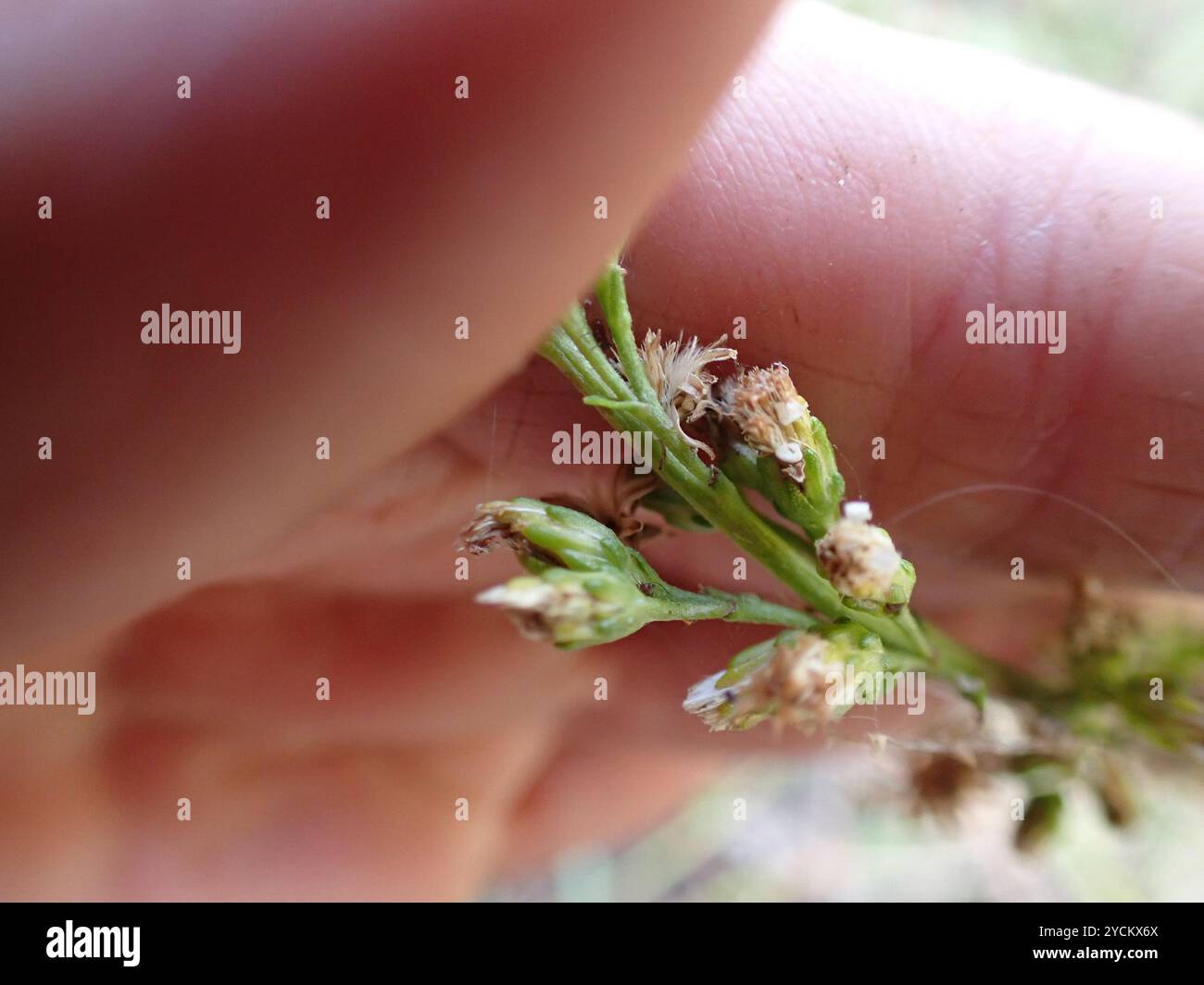 Solidago subsect. Humiles (Humiles) Plantae Stock Photo - Alamy