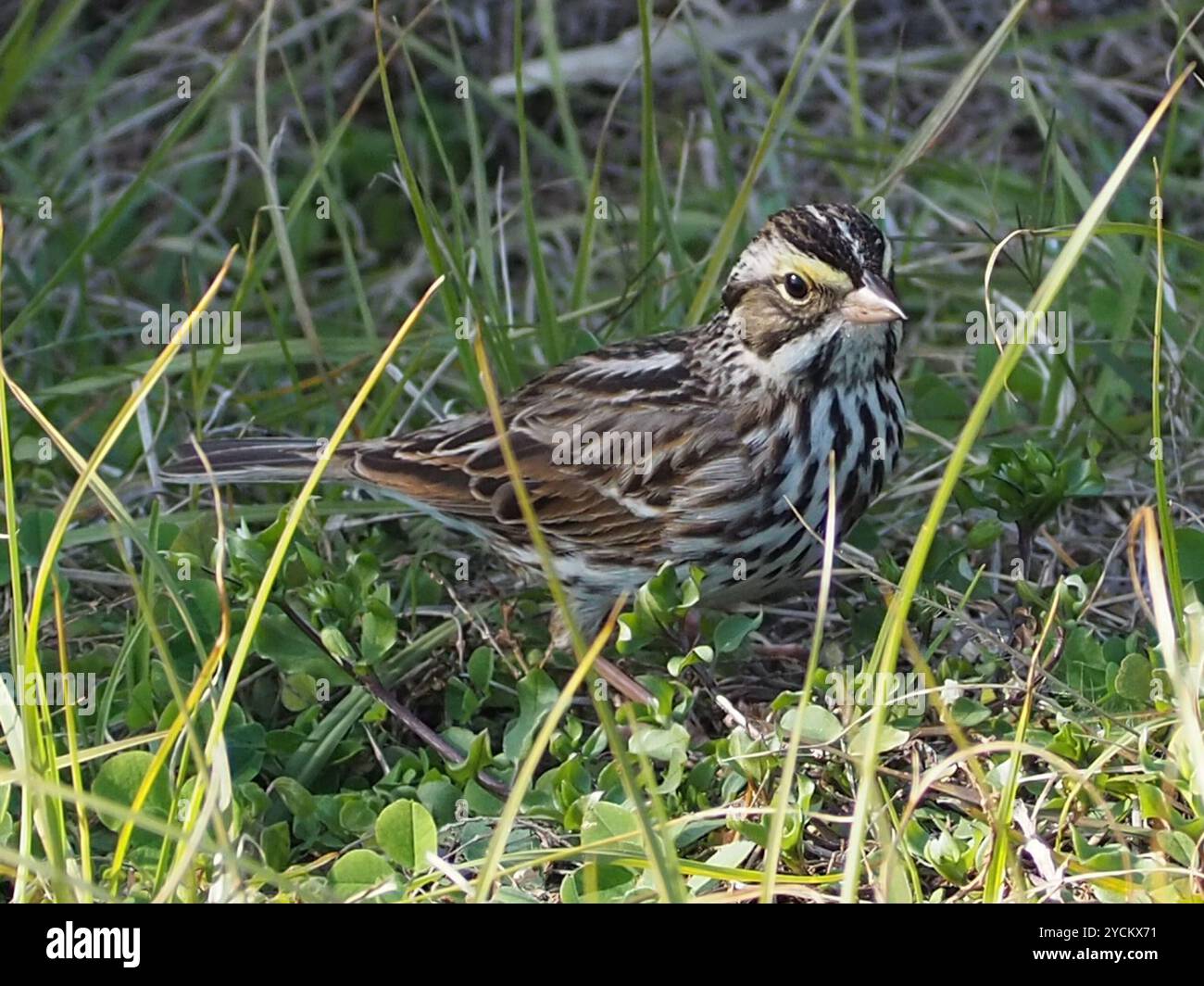 Savannah Sparrow (Passerculus sandwichensis) Aves Stock Photo - Alamy