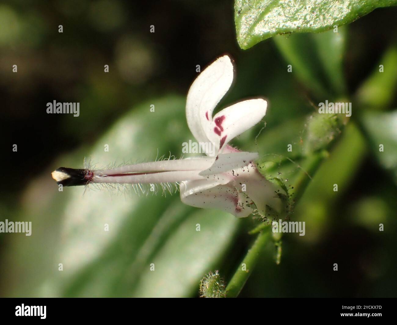 Green Chiretta (Andrographis paniculata) Plantae Stock Photo - Alamy