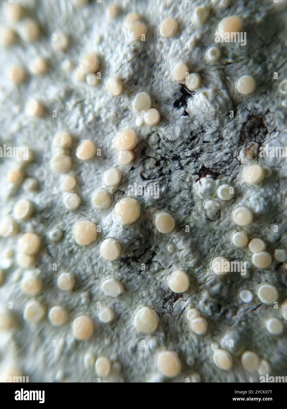 Smooth Saucer Lichen (Ochrolechia laevigata) Fungi Stock Photo - Alamy